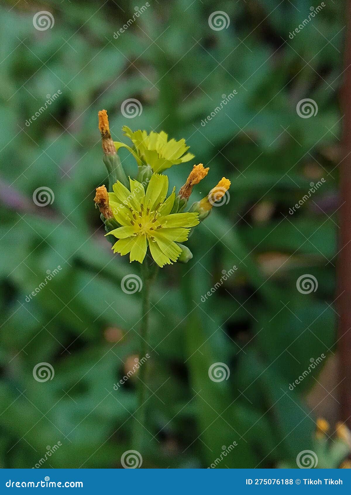 Youngia Japonica, Commonly Called Oriental False Hawksbeard Stock Photo ...
