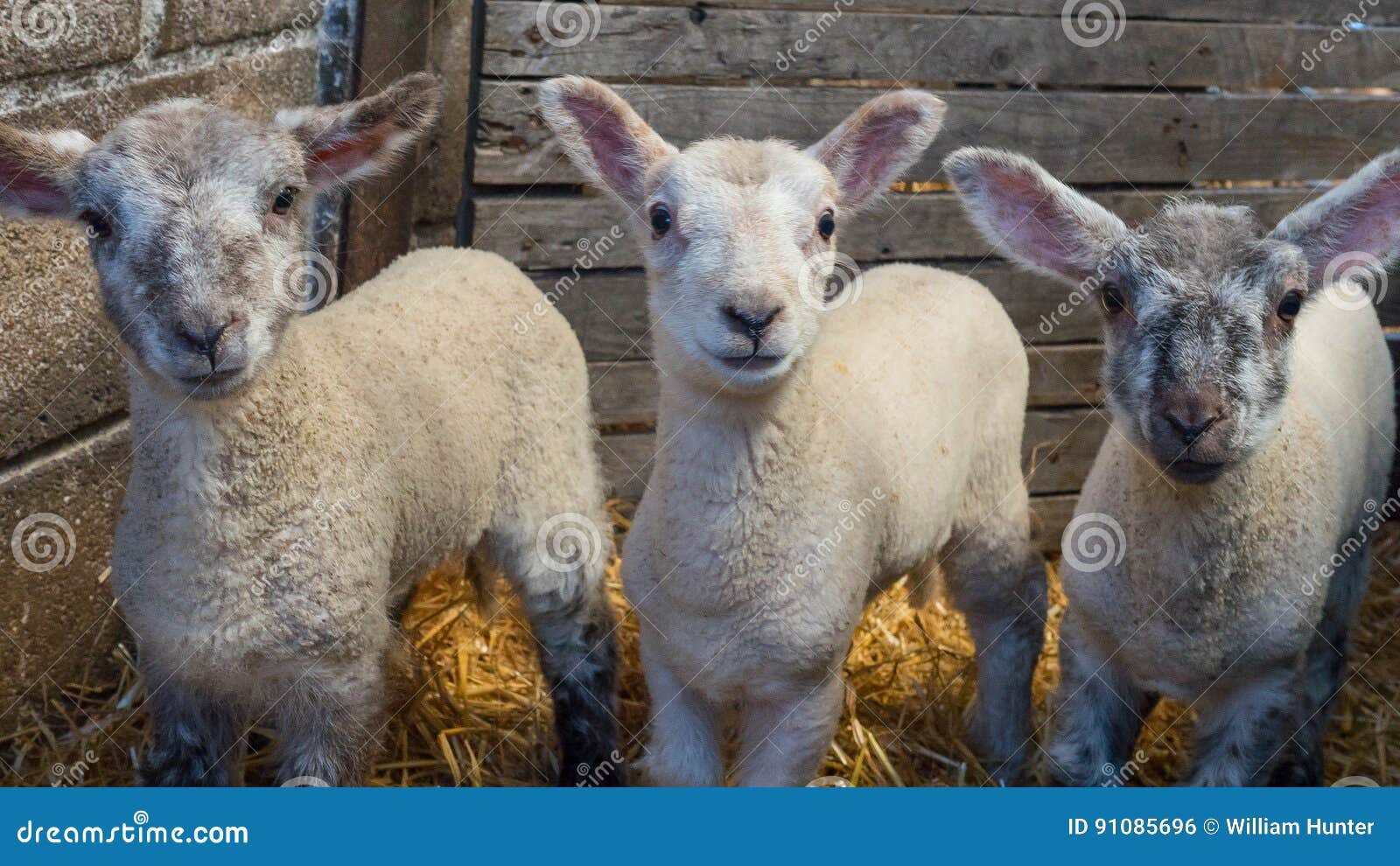 Youngs Lamb Pose for Photo while Standing in Straw Stock Photo - Image ...