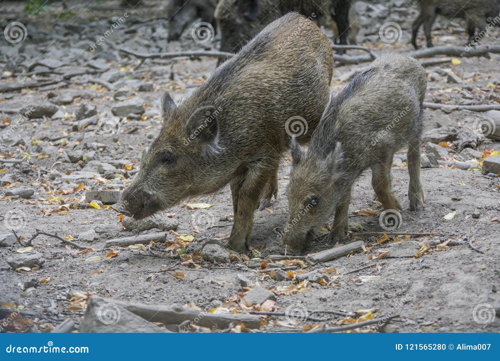 Youngs pig wild stock photo. Image of large, forest - 121565280