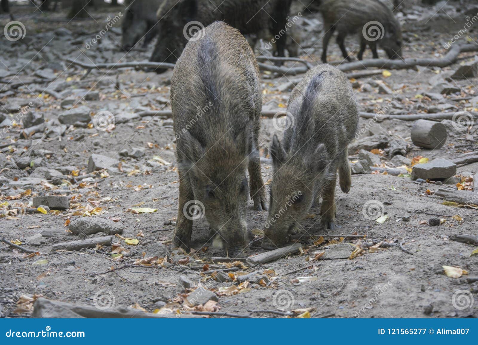 Youngs pig wild stock image. Image of closeup, outdoor - 121565277