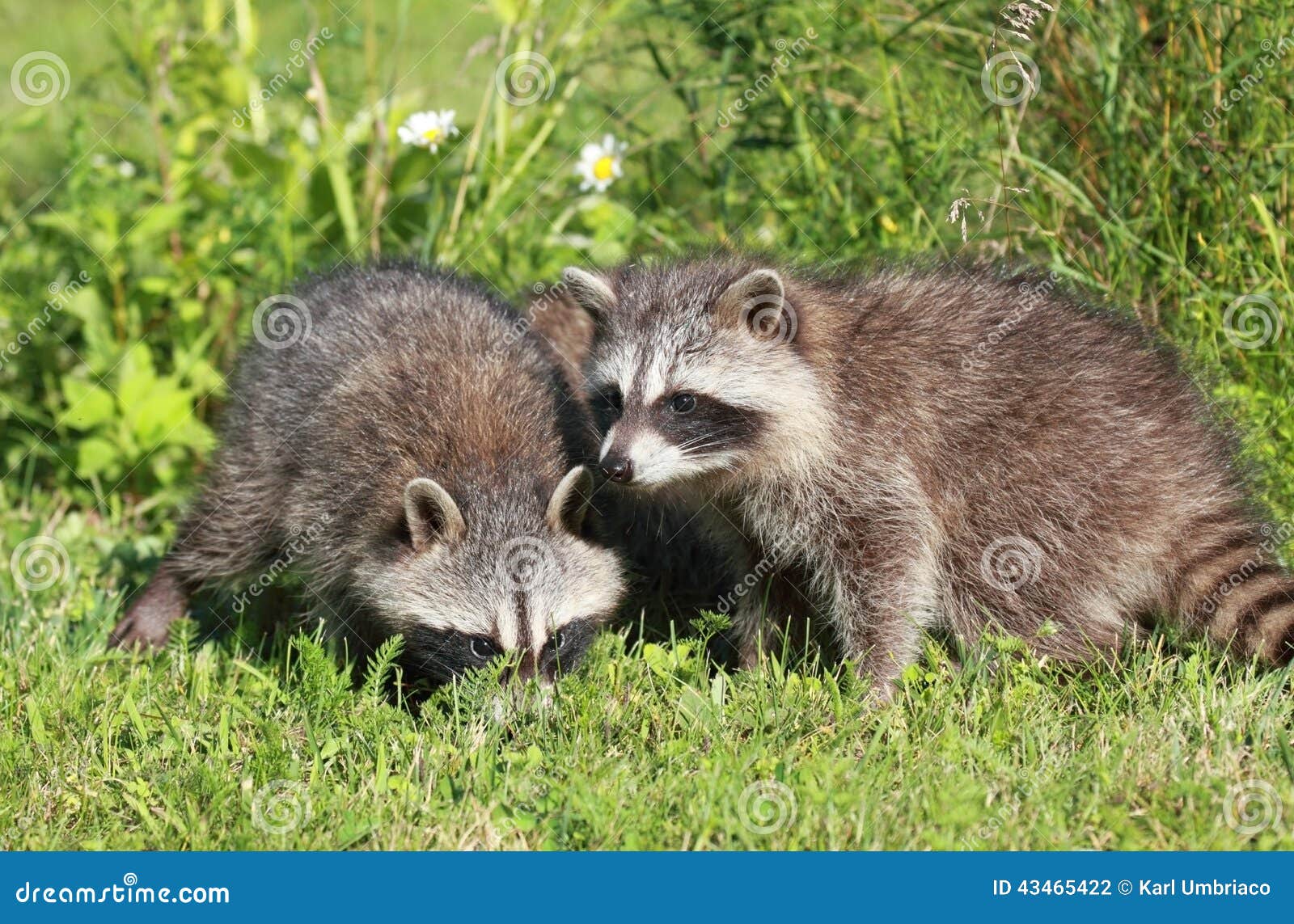 Youngs raccoons stock photo. Image of grass, animal, outdoor - 43465422