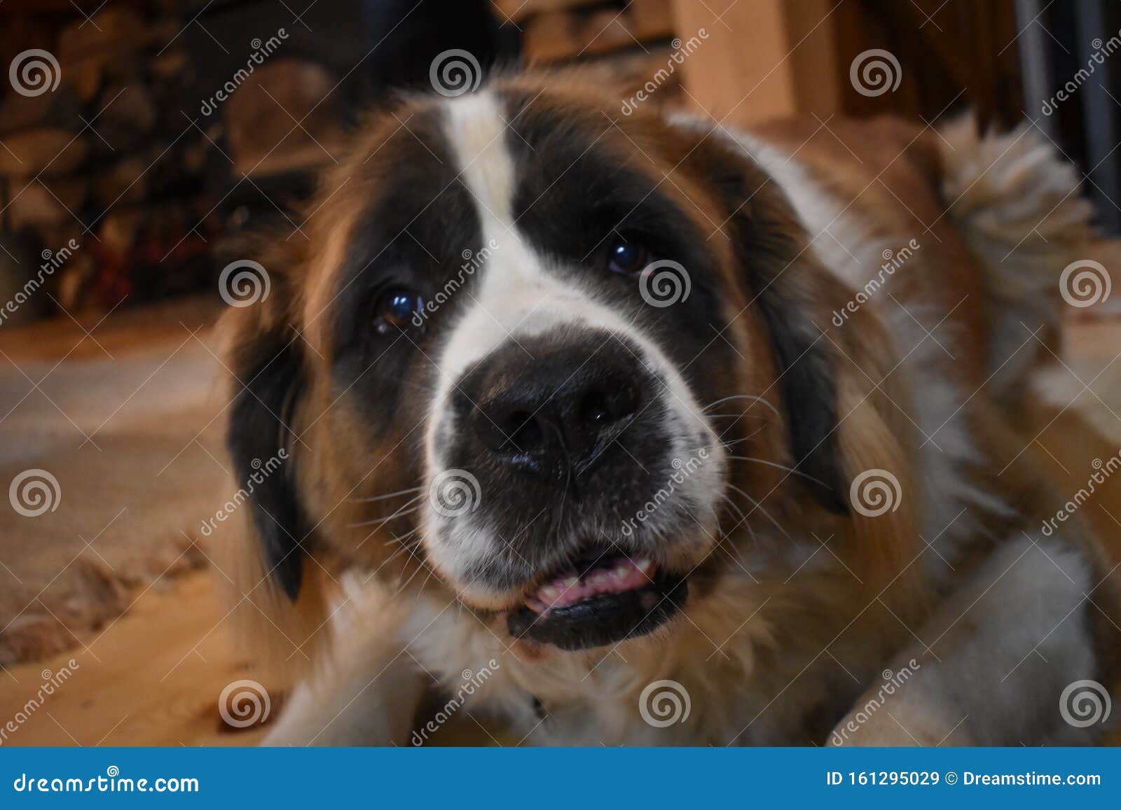 When your dog looks sad stock image. Image of looks - 161295029