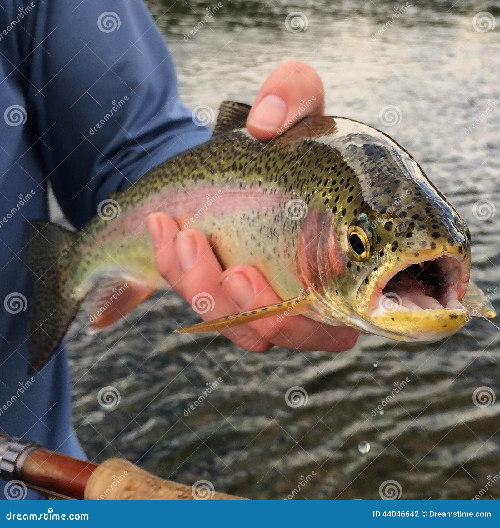 Moms Fish Stock Photos - Free & Royalty-Free Stock Photos from Dreamstime