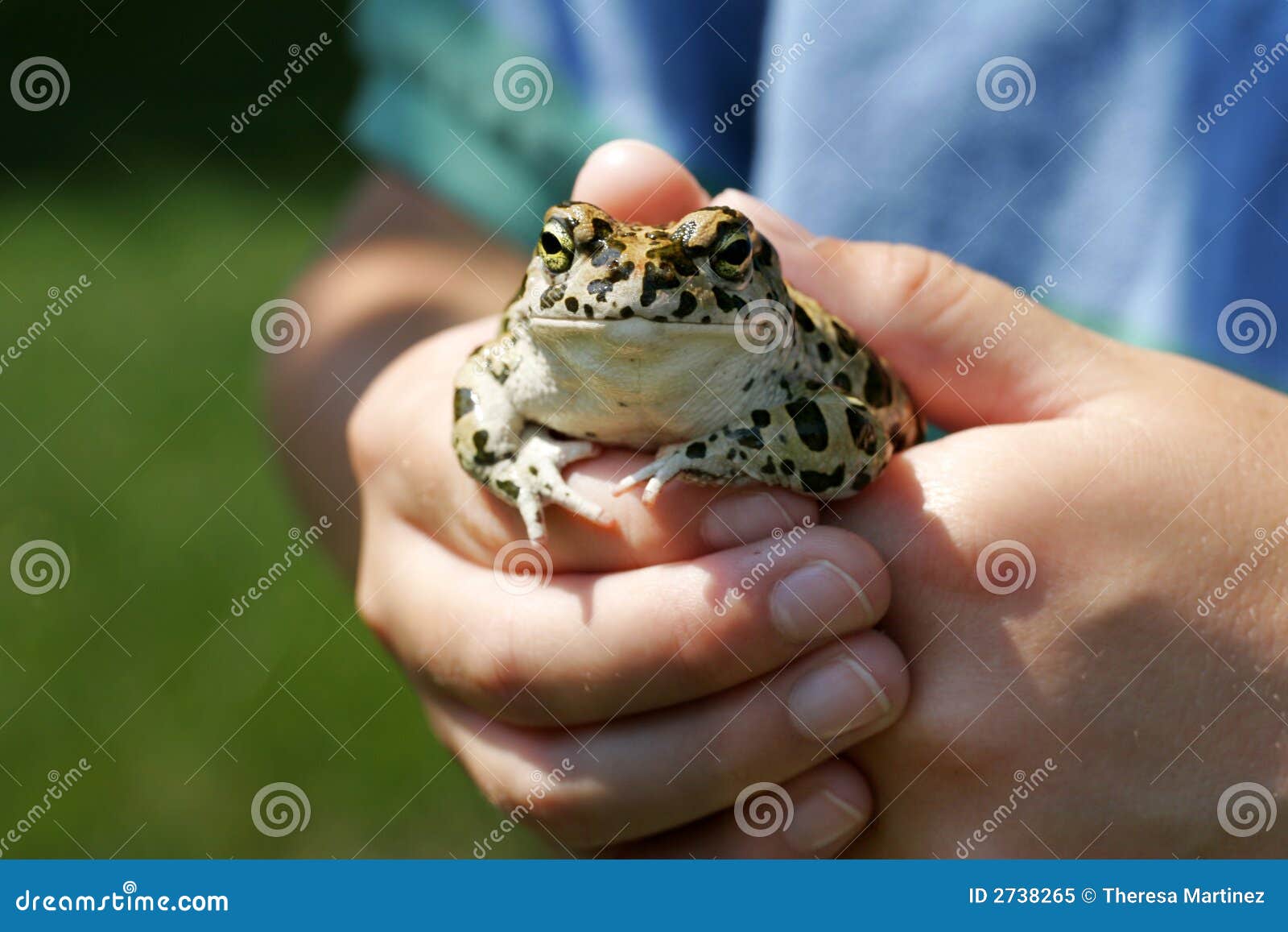 Youth holds a frog stock image. Image of charming, frog - 2738265