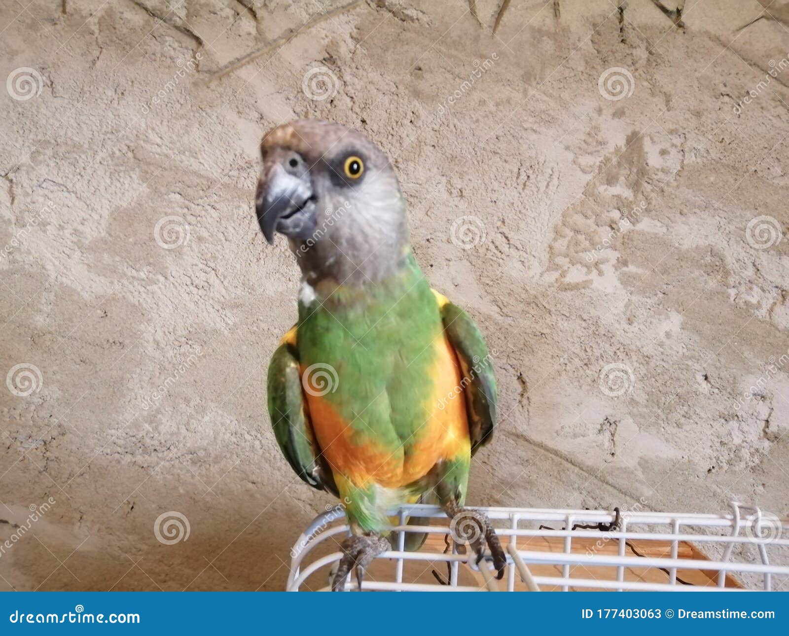 Yoyo Parrot bird stock image. Image of nature, animal - 177403063