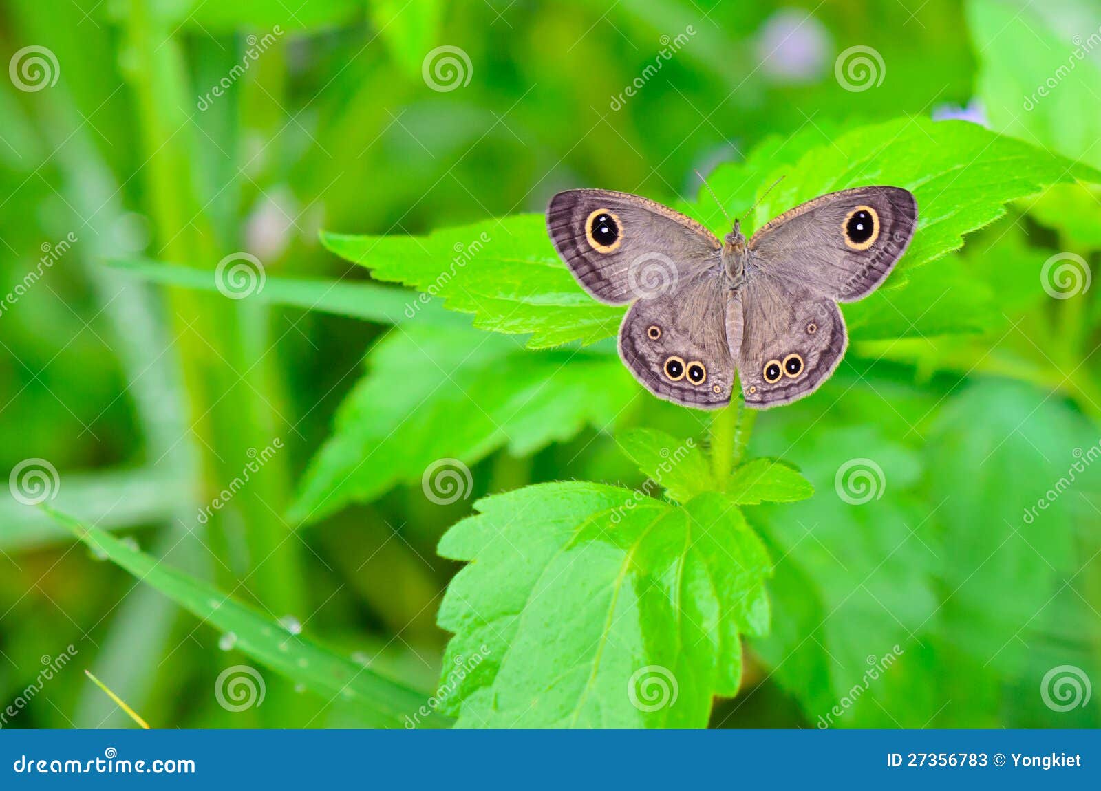 Common Five Ring Butterfly Stock Photography | CartoonDealer.com #91841582