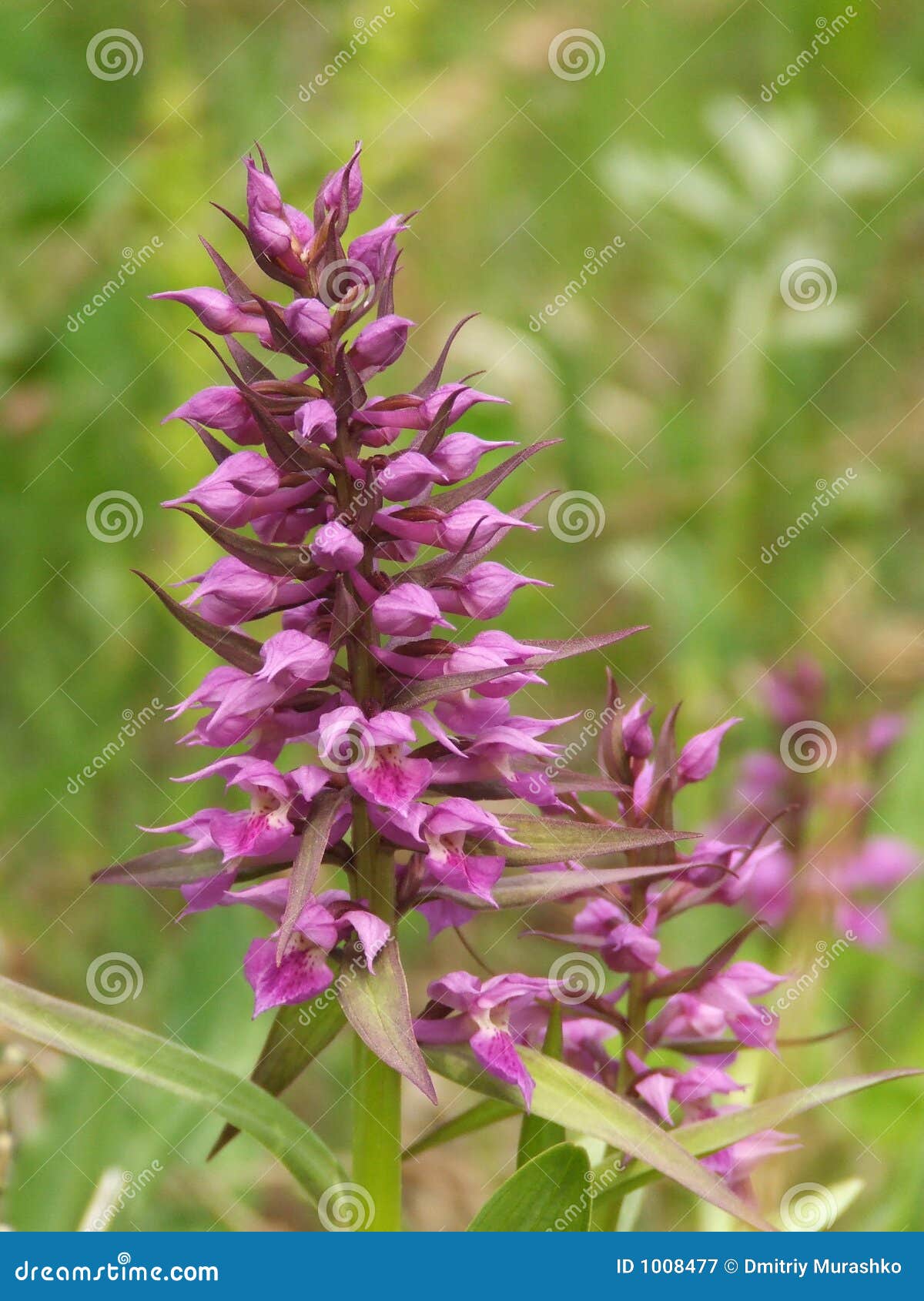 Yrtishnik imagem de stock. Imagem de flores, madeira, calorosamente ...