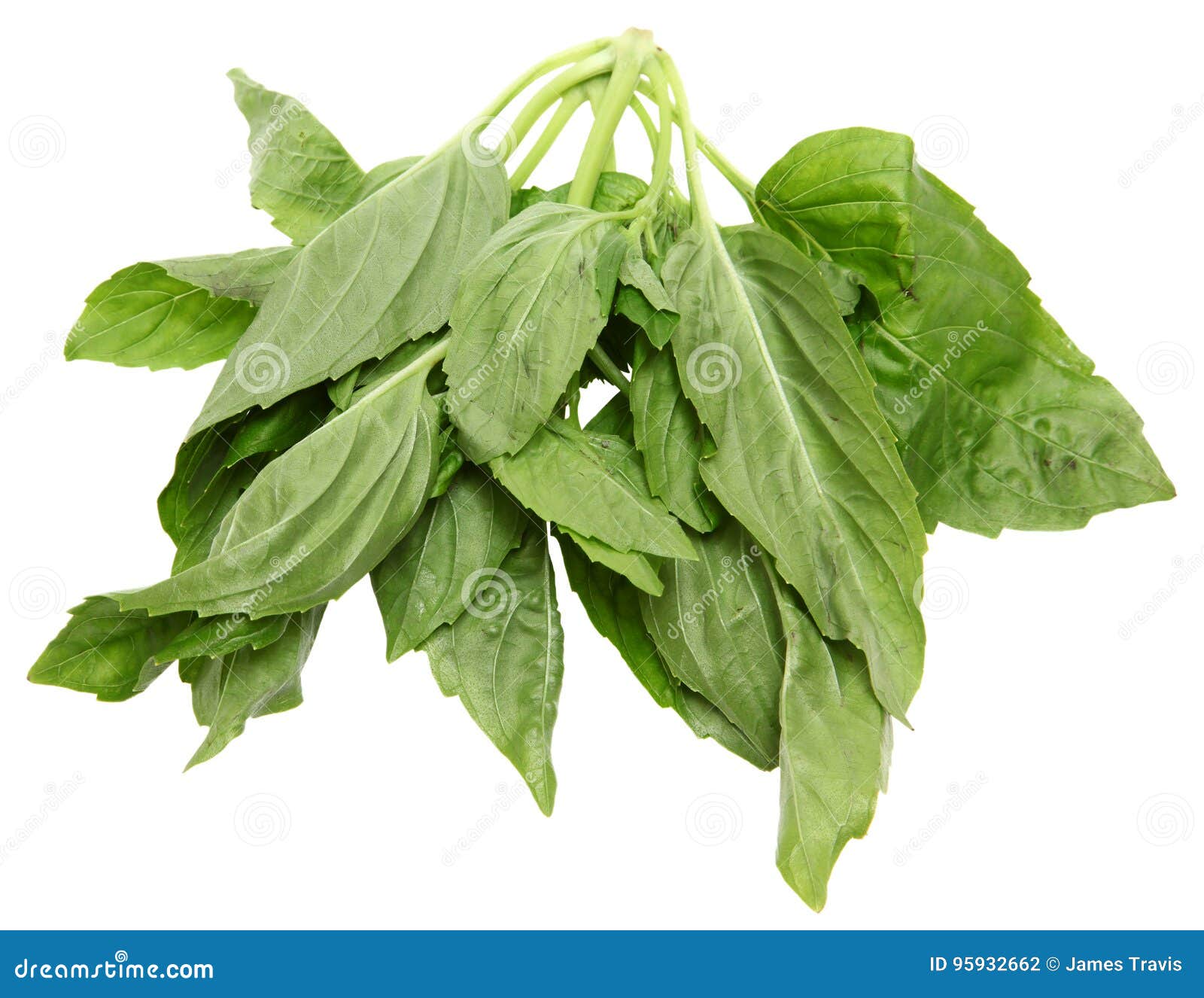 Yu Choy Leaves stock photo. Image of bundle, korean, chouk - 95932662