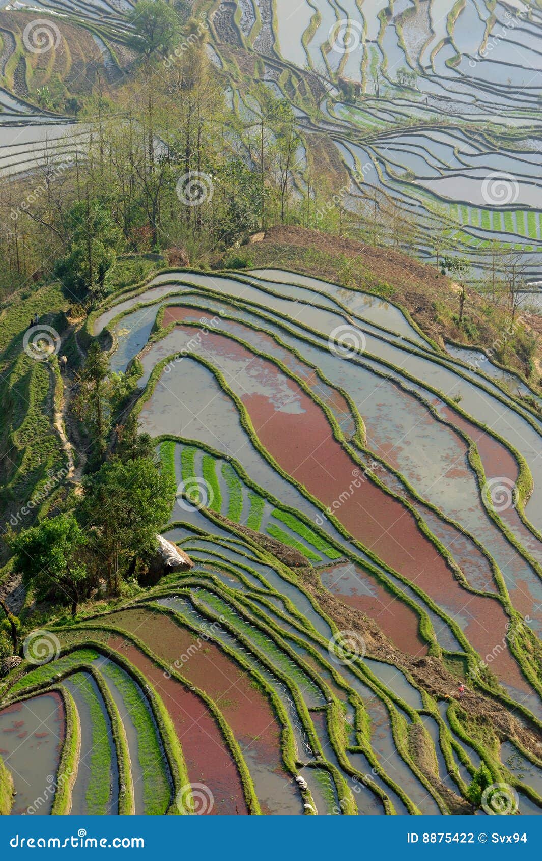 YuanYang Rice Terrace stock photo. Image of china, luoping - 8875422