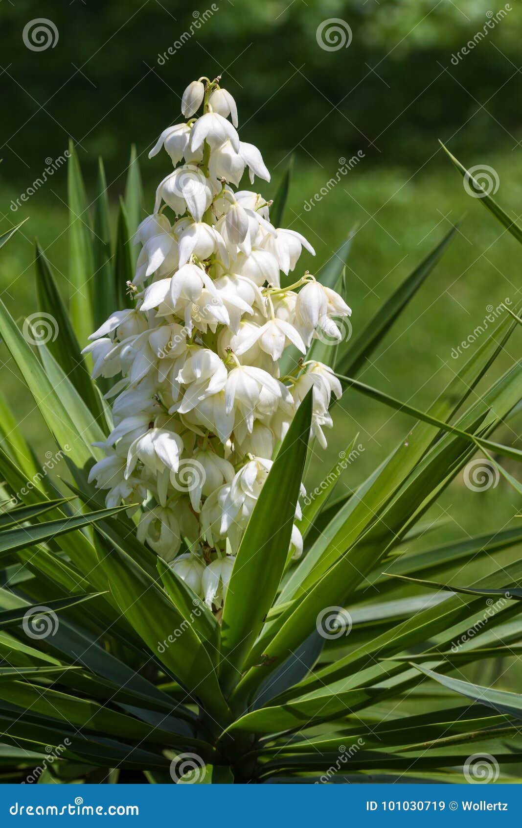 Yuca Gigantea - Flor De Itabo Imagen de archivo - Imagen de sabor ...