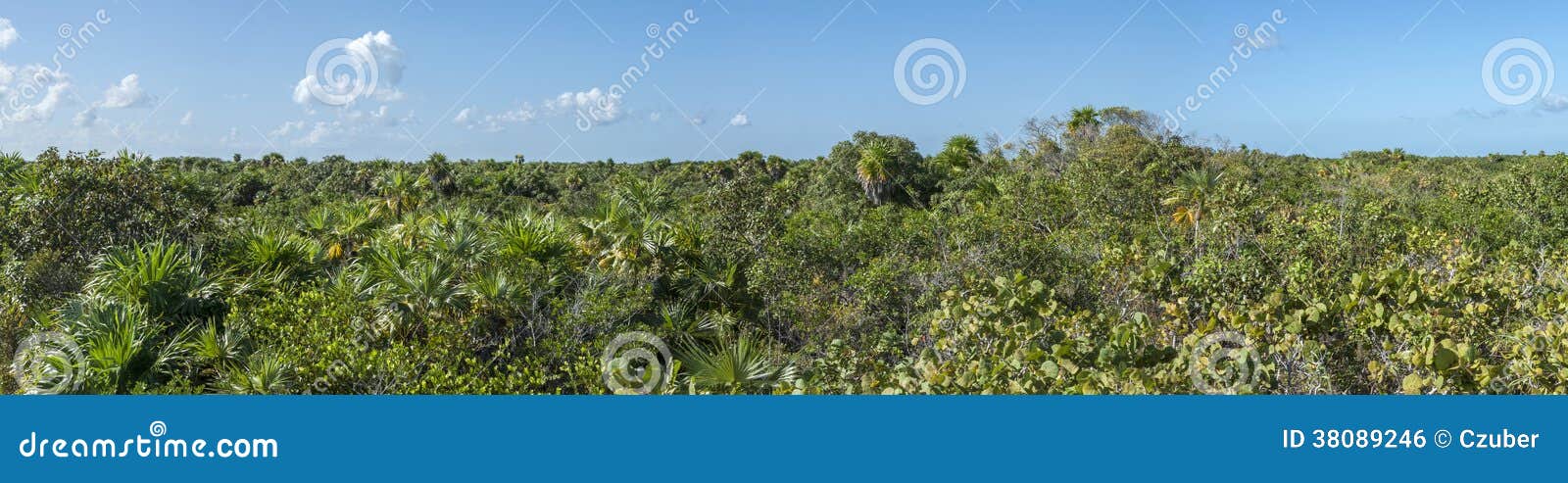 Yucatan jungle horizon stock photo. Image of healthy - 38089246