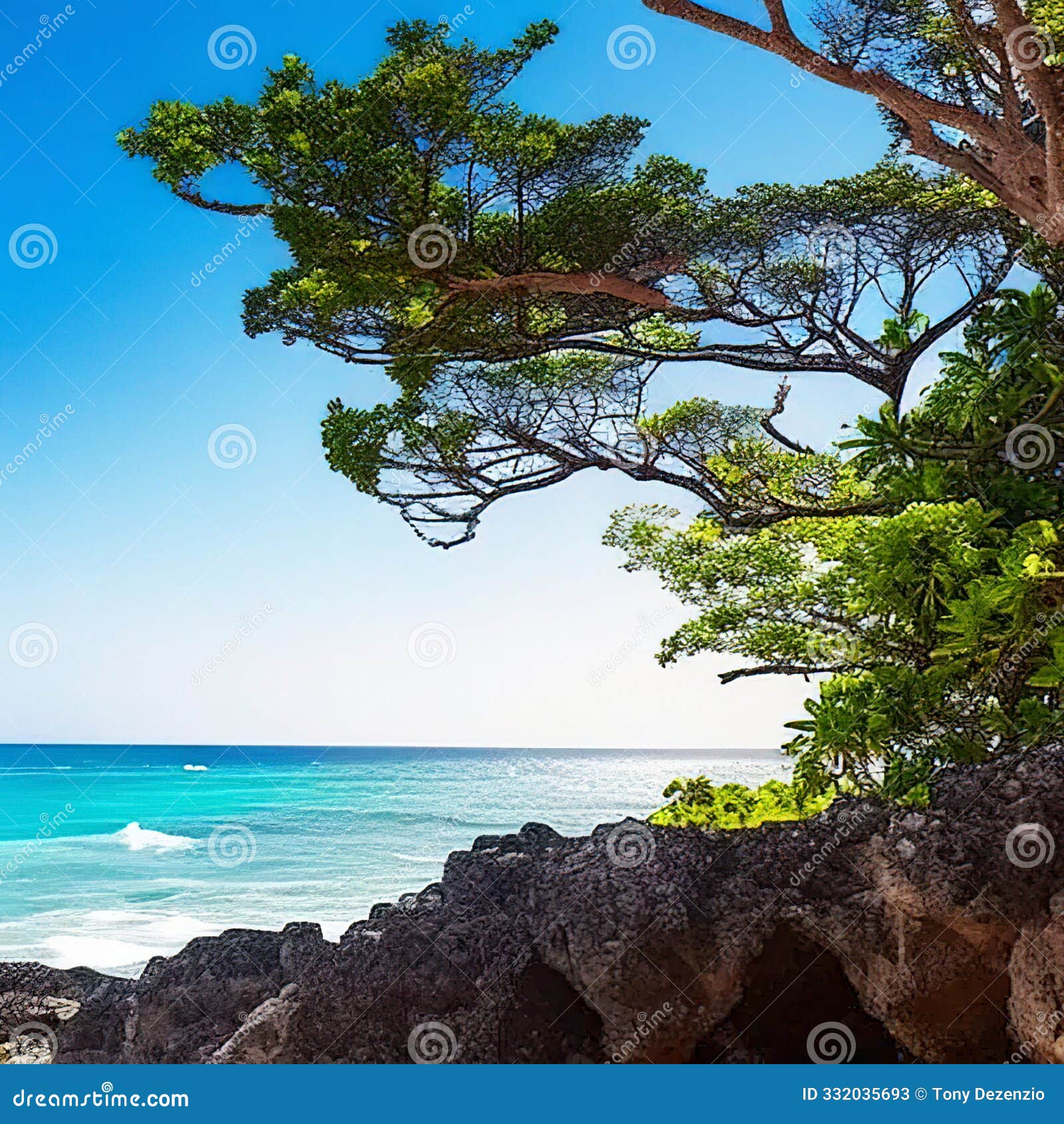 Yucatan Peninsula stock image. Image of tree, seashore - 332035693