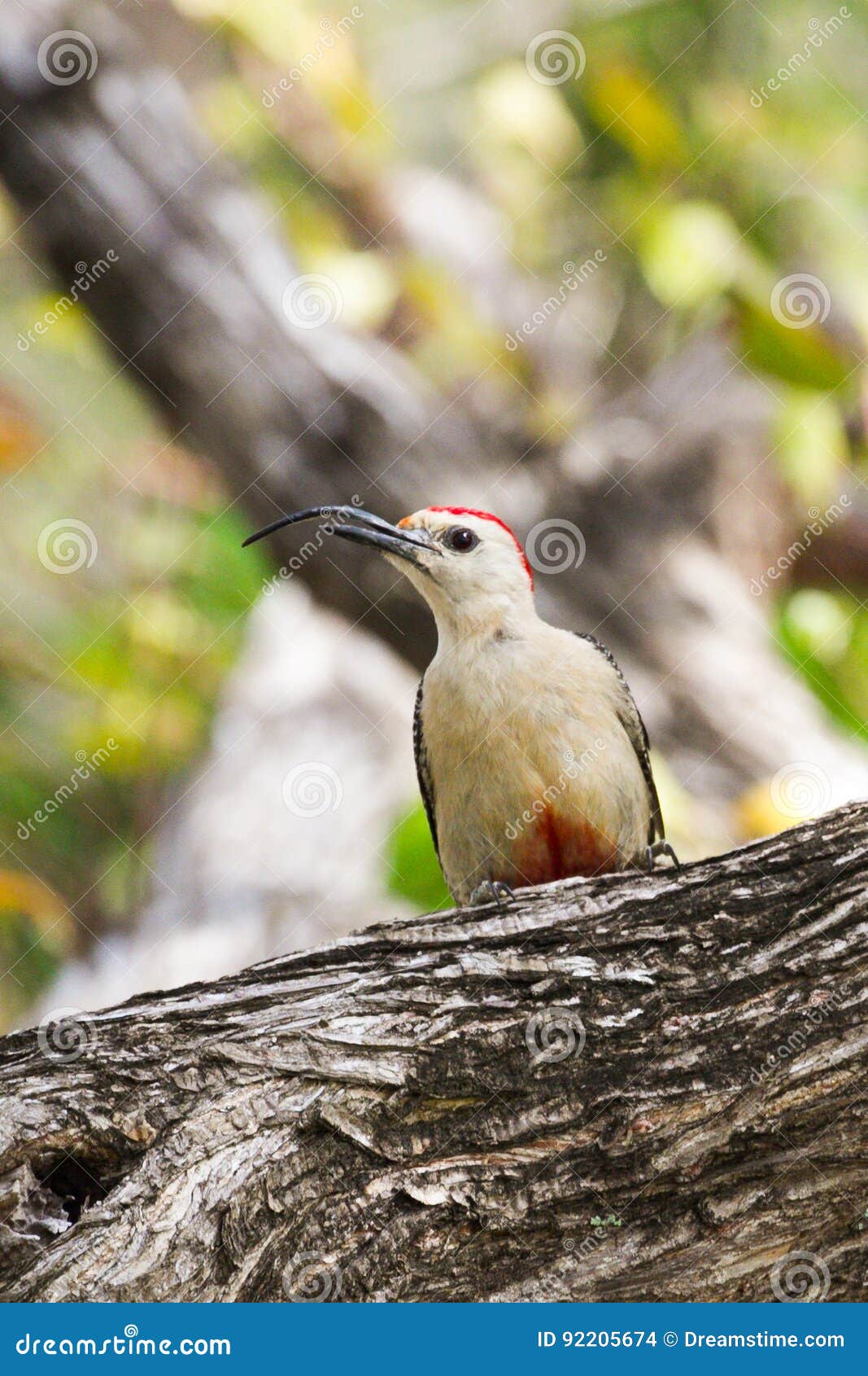 Yucatan Woodpecker with Curved Beak in Tree Stock Photo - Image of ...