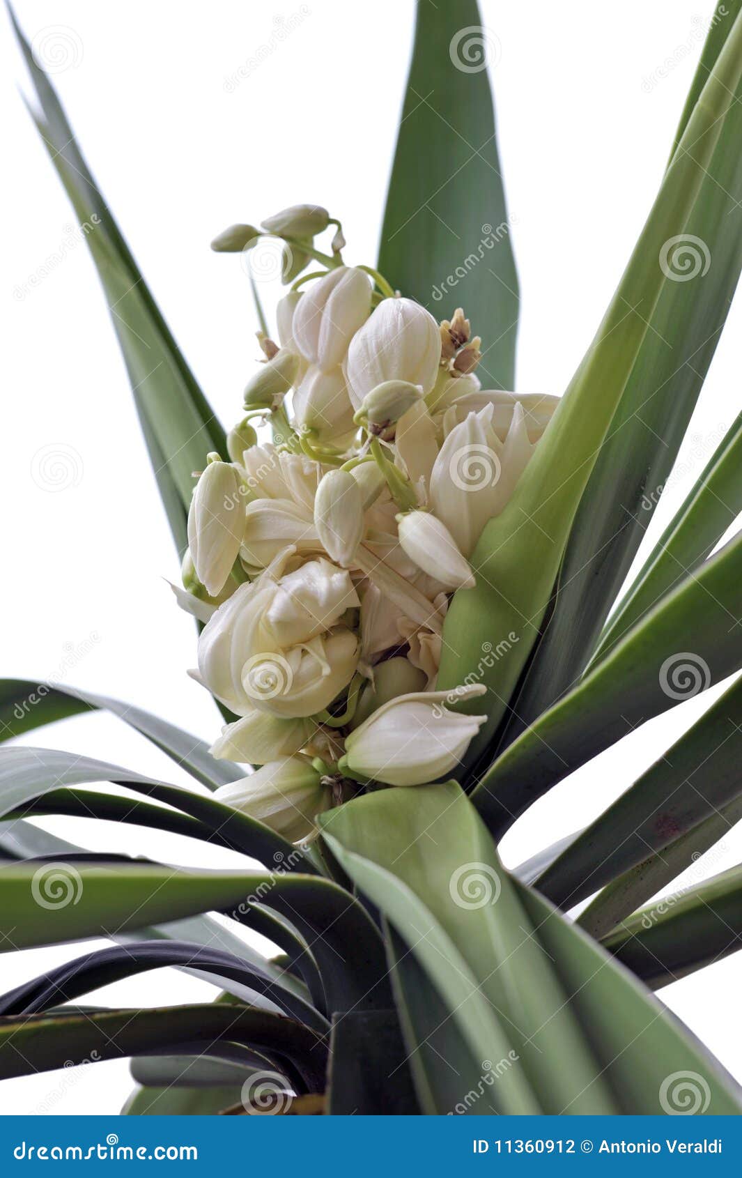 Yucca Blossom Glow Stock Photos - Free & Royalty-Free Stock Photos from ...