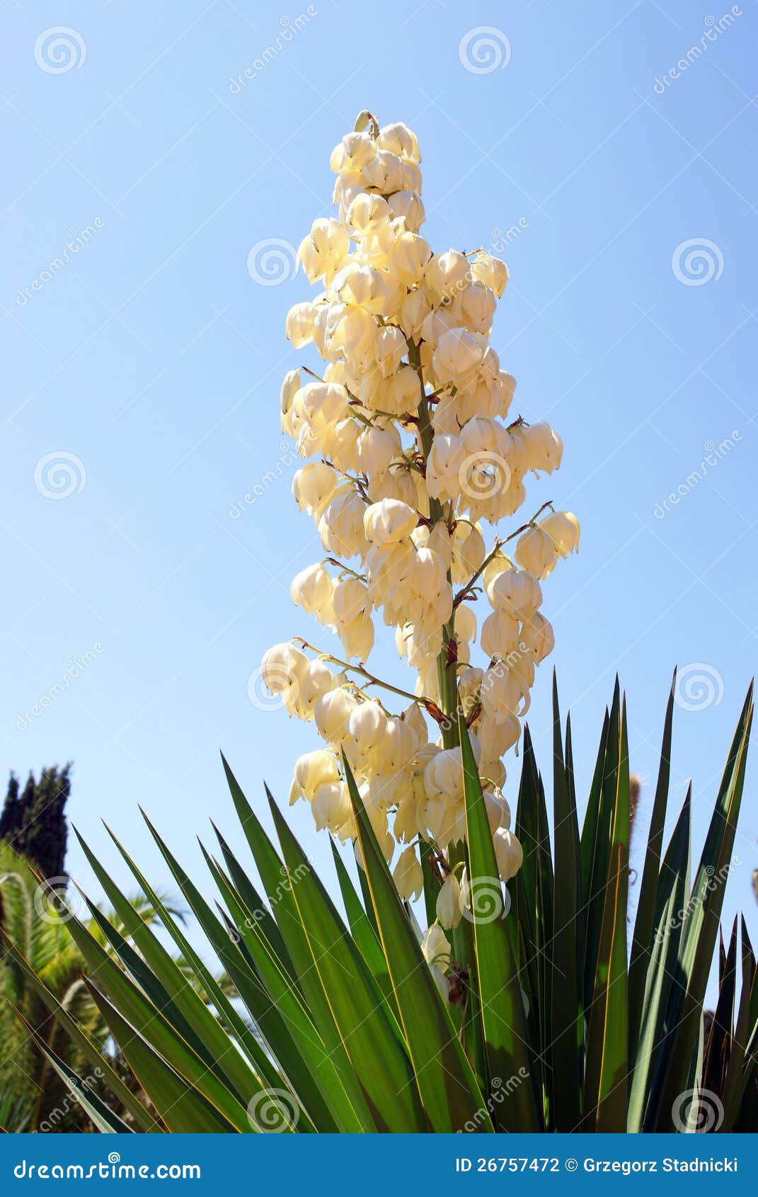 Yucca stock photo. Image of garden, bloom, wildflower - 26757472