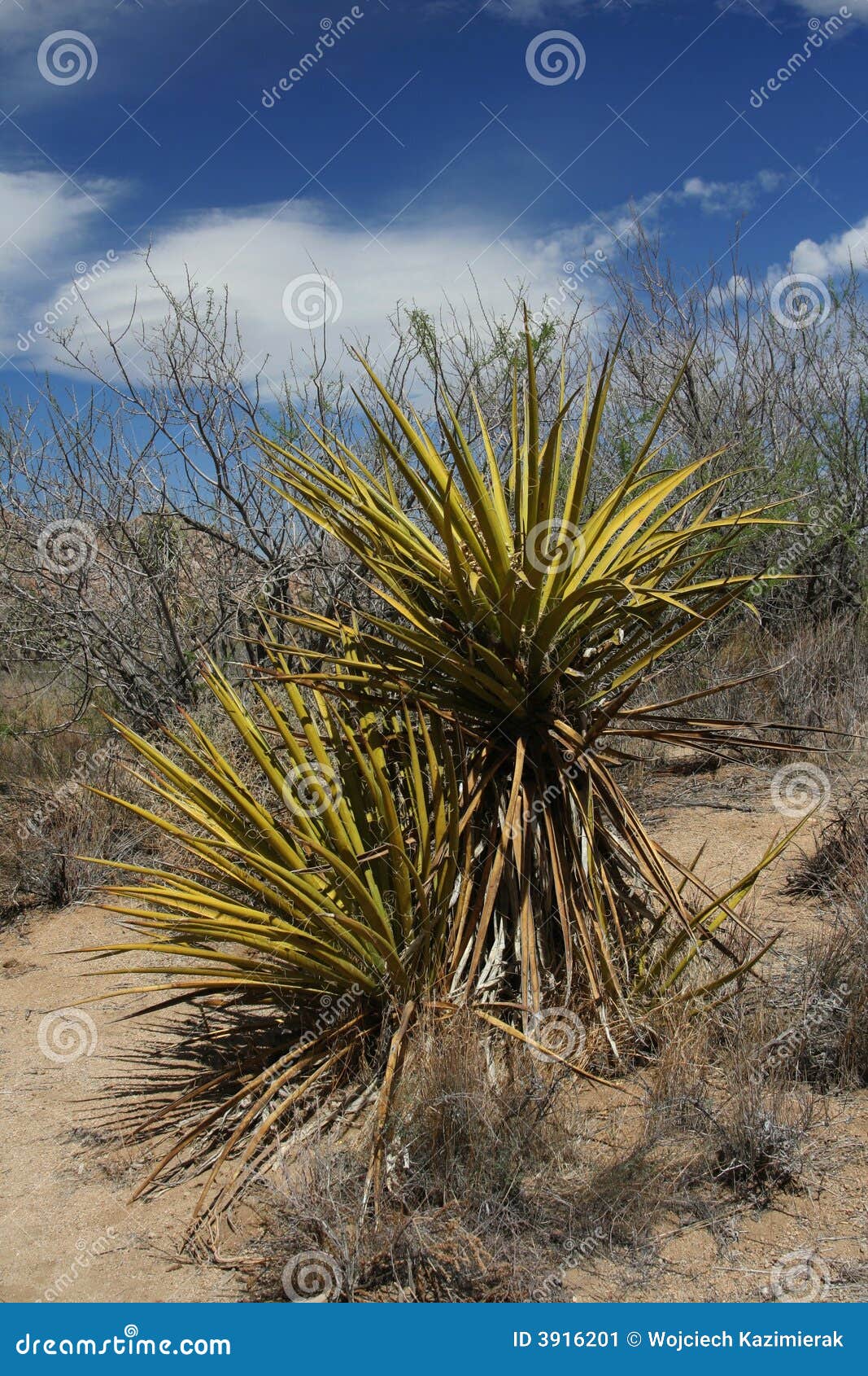 Yucca stock image. Image of trip, weather, yucca, wild - 3916201