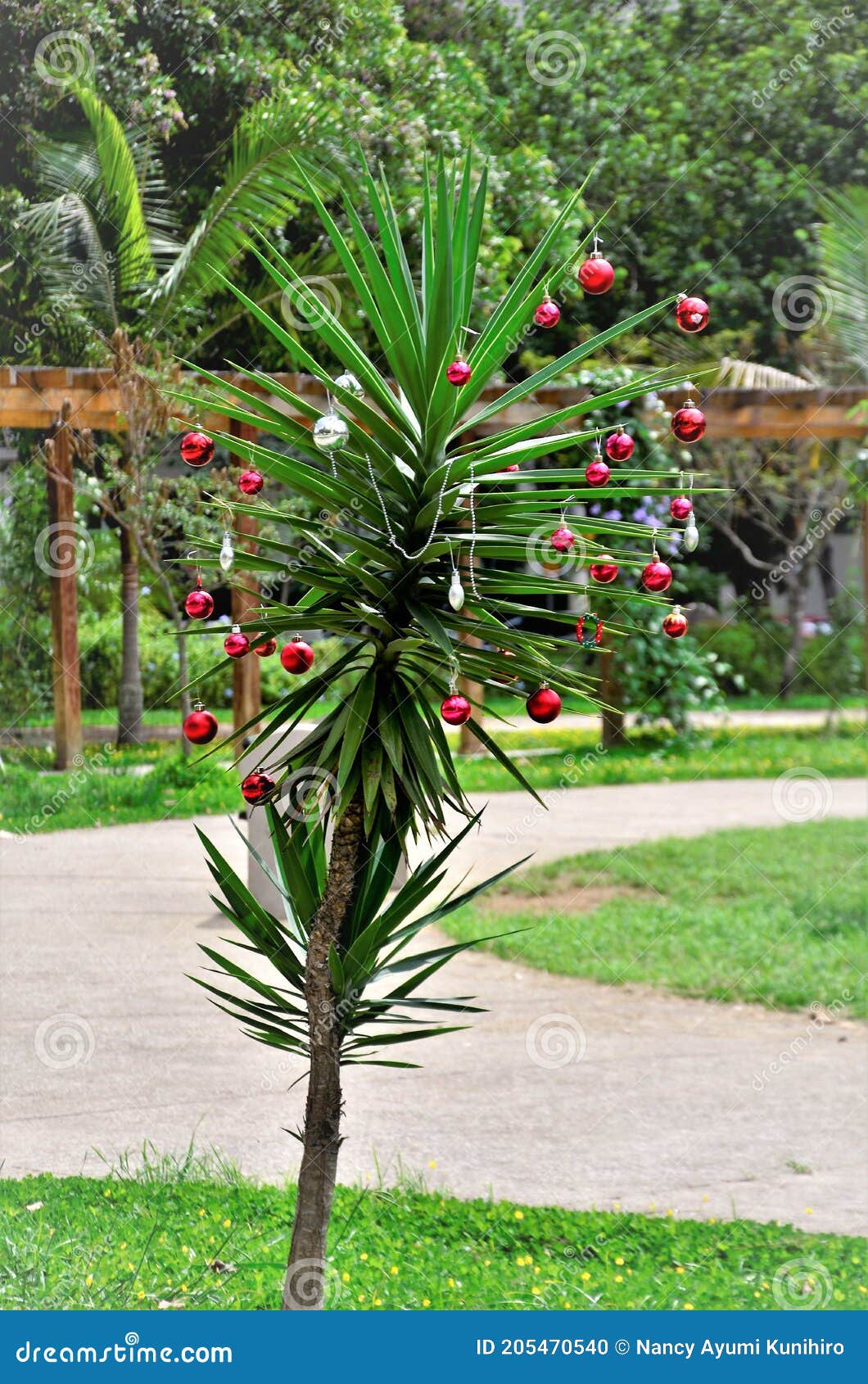 Yucca Balls Royalty-Free Stock Image | CartoonDealer.com #90733174