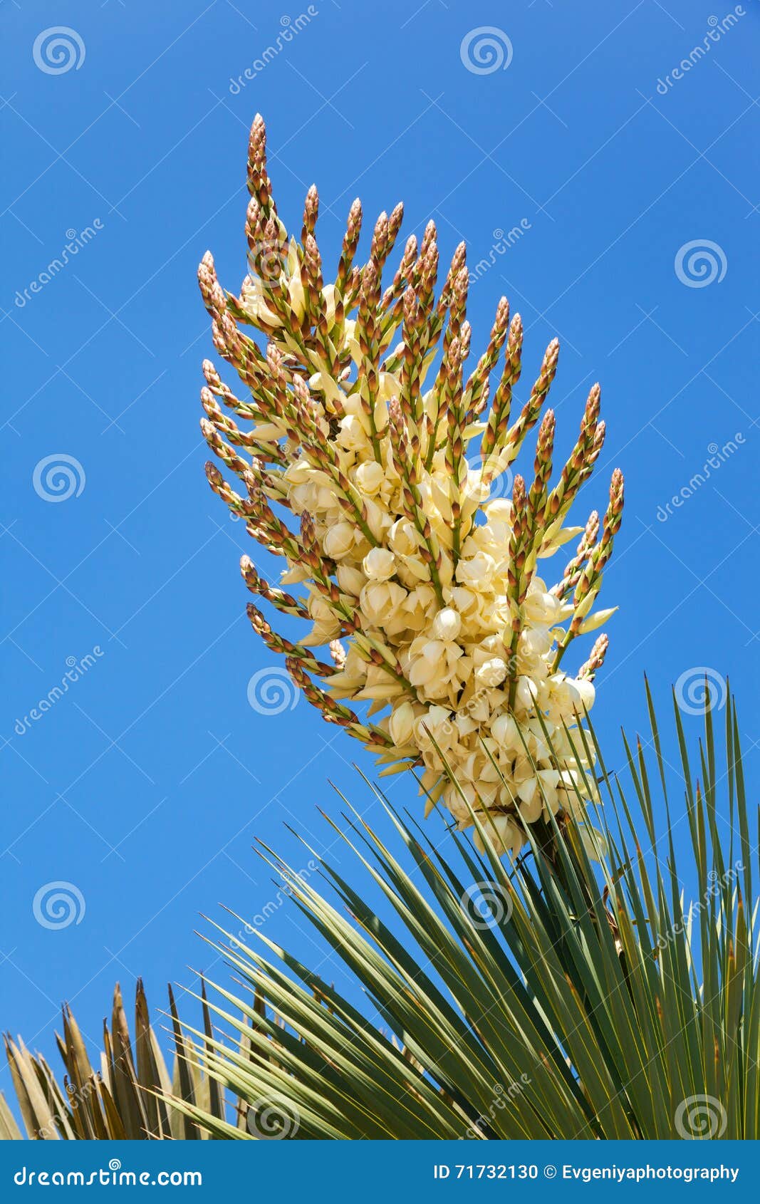 Yucca in bloom, California stock photo. Image of close - 71732130