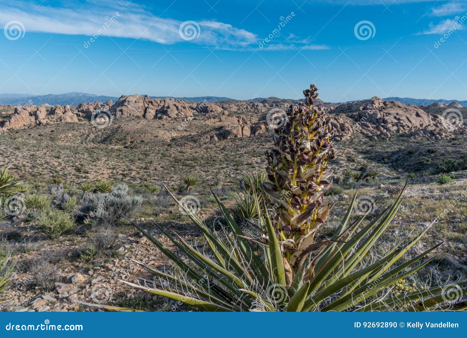 Yucca Blooming Above Mojave Desert Stock Photo - Image of bouldering ...