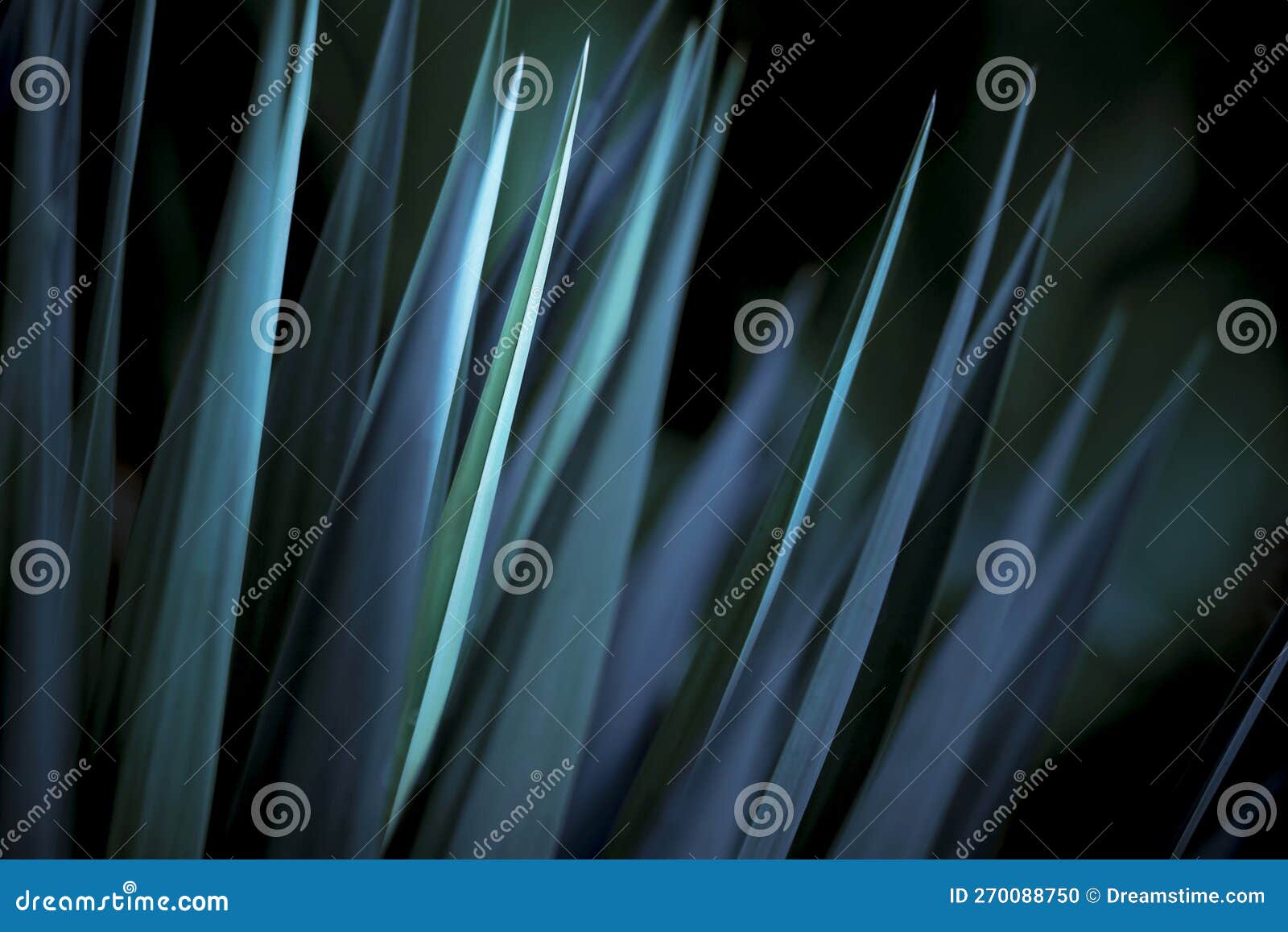 Yucca in blue light stock photo. Image of flora, edgy - 270088750