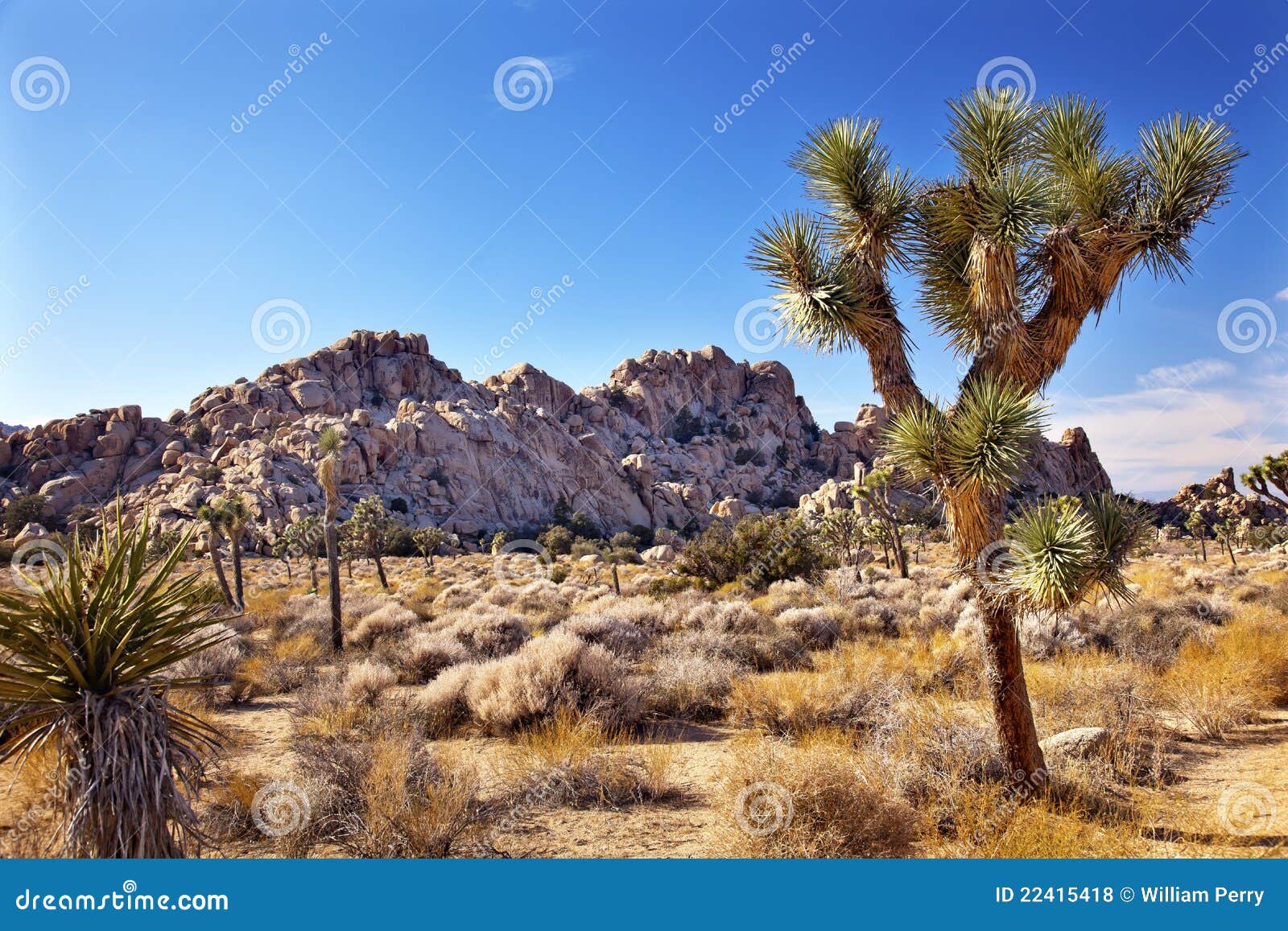 Yucca Brevifolia Tree, Spiny Cacti And Other Desert Plants In Rock ...