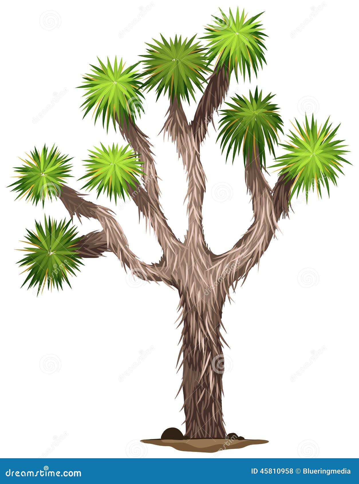 The Yucca brevifolia tree stock vector. Illustration of angiosperms ...