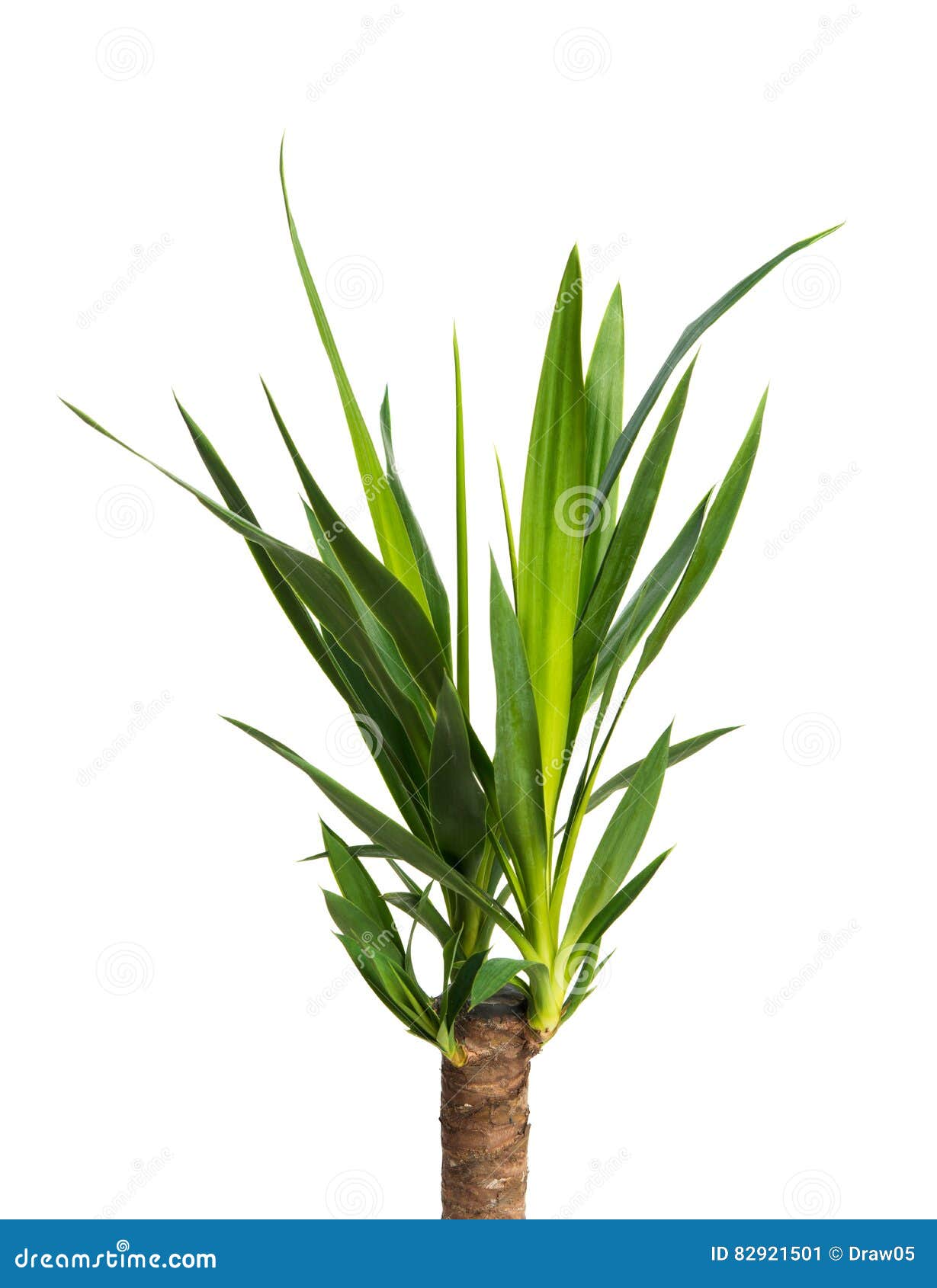 Yucca Della Pianta Da Appartamento Isolata Immagine Stock - Immagine di ...