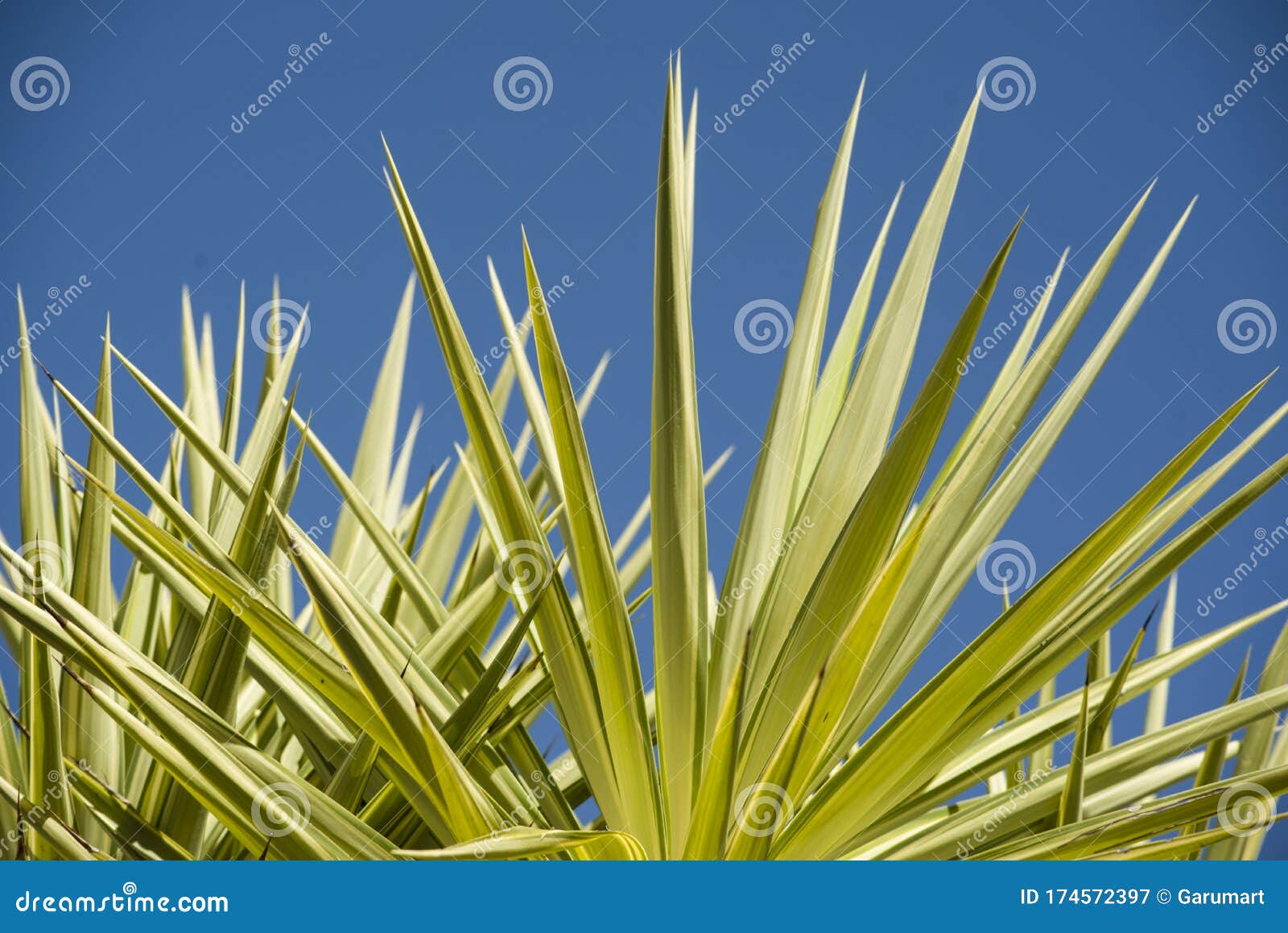Yucca Elephantipes Tree Trunk Close Up From Guatemala And Mexico Stock ...