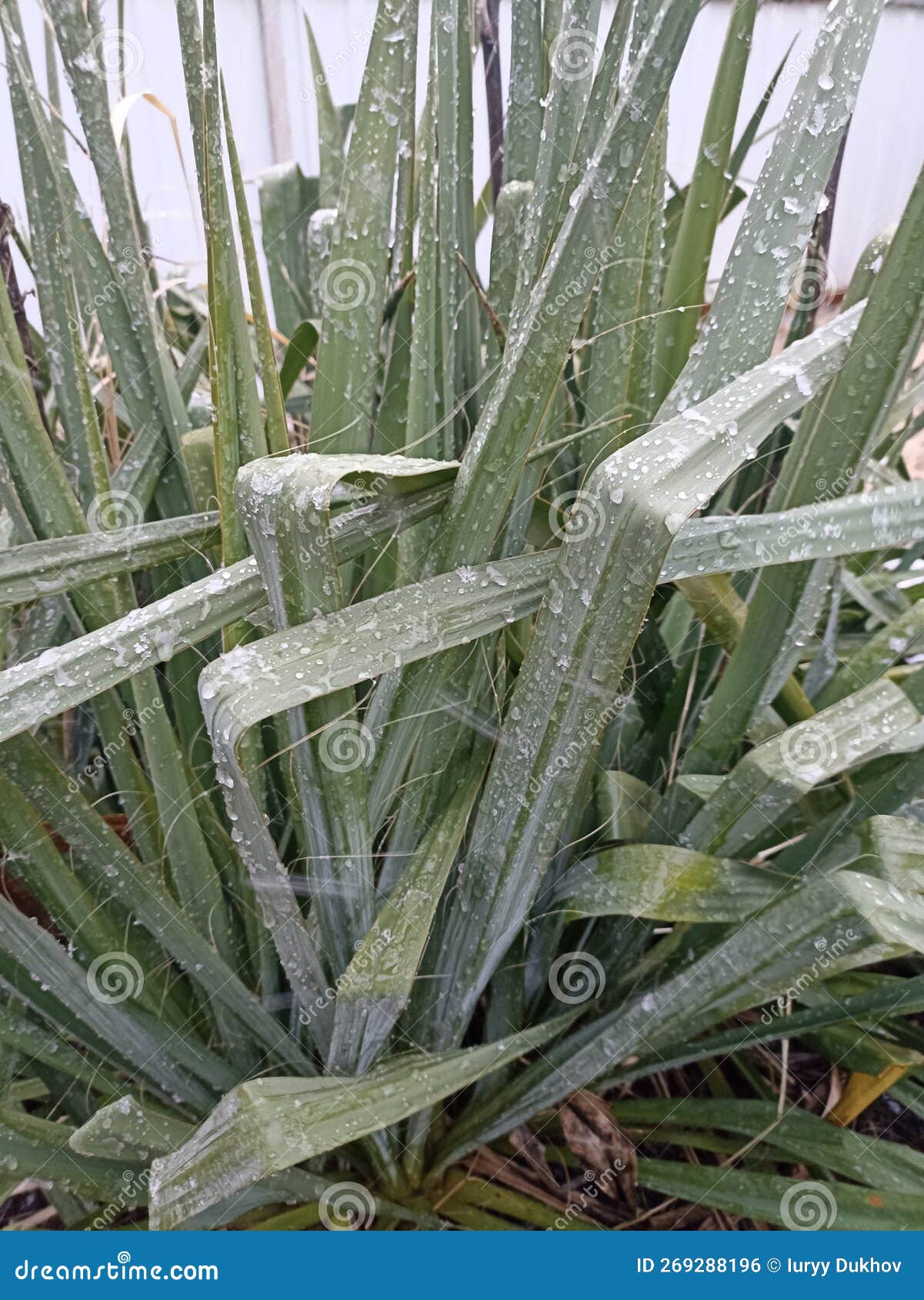 Yucca Evergreen Plant in Winter on Snow Stock Photo - Image of ...