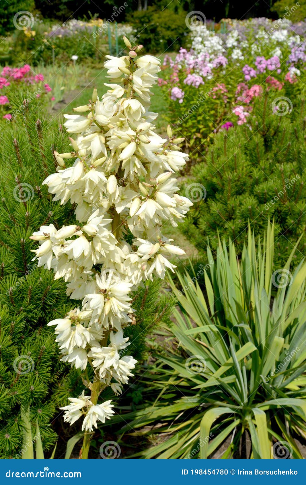 Yucca Filamentosa Flowering in the Park Stock Photo - Image of plant ...