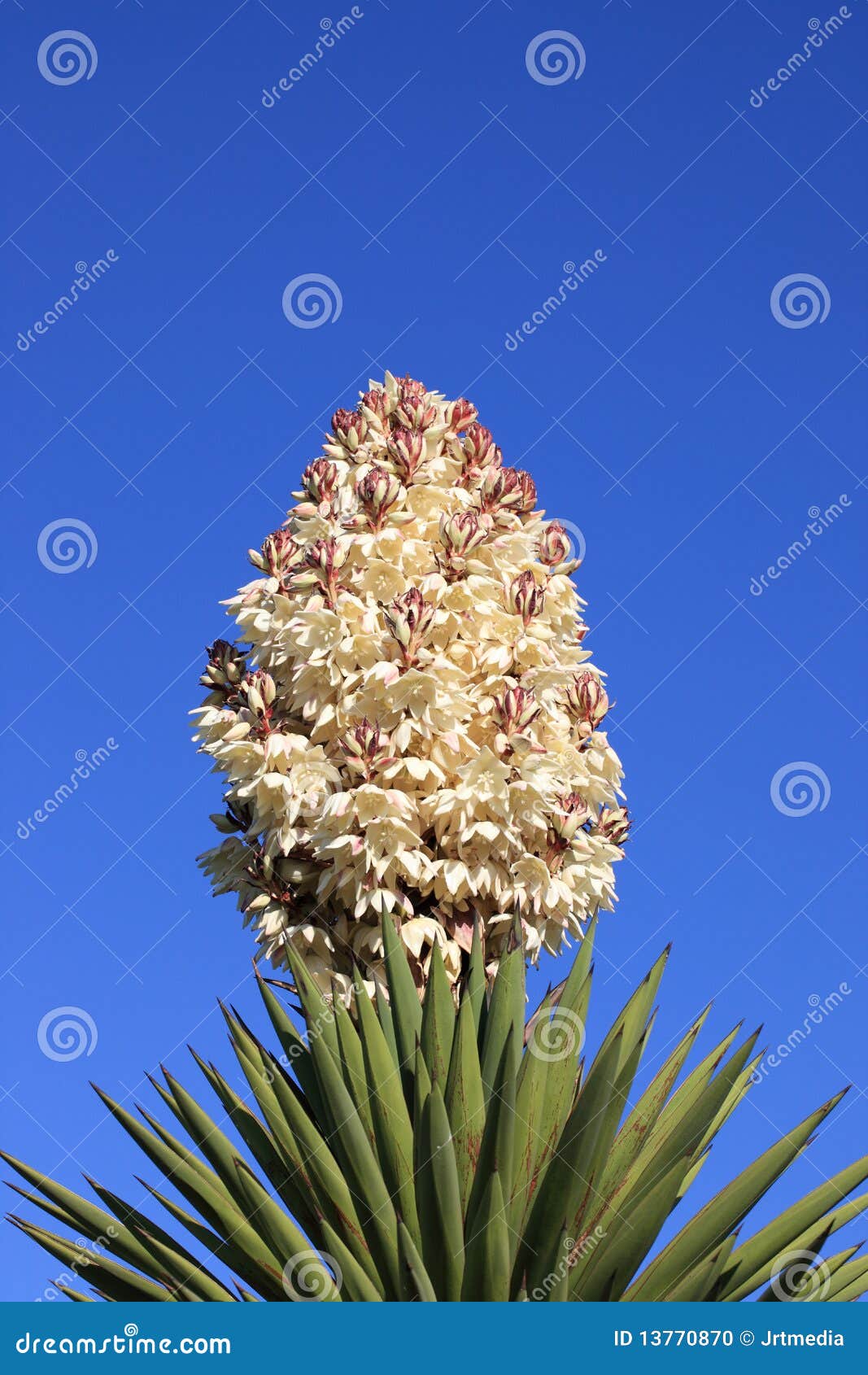 Yucca Flower Royalty-Free Stock Photography | CartoonDealer.com #11674619