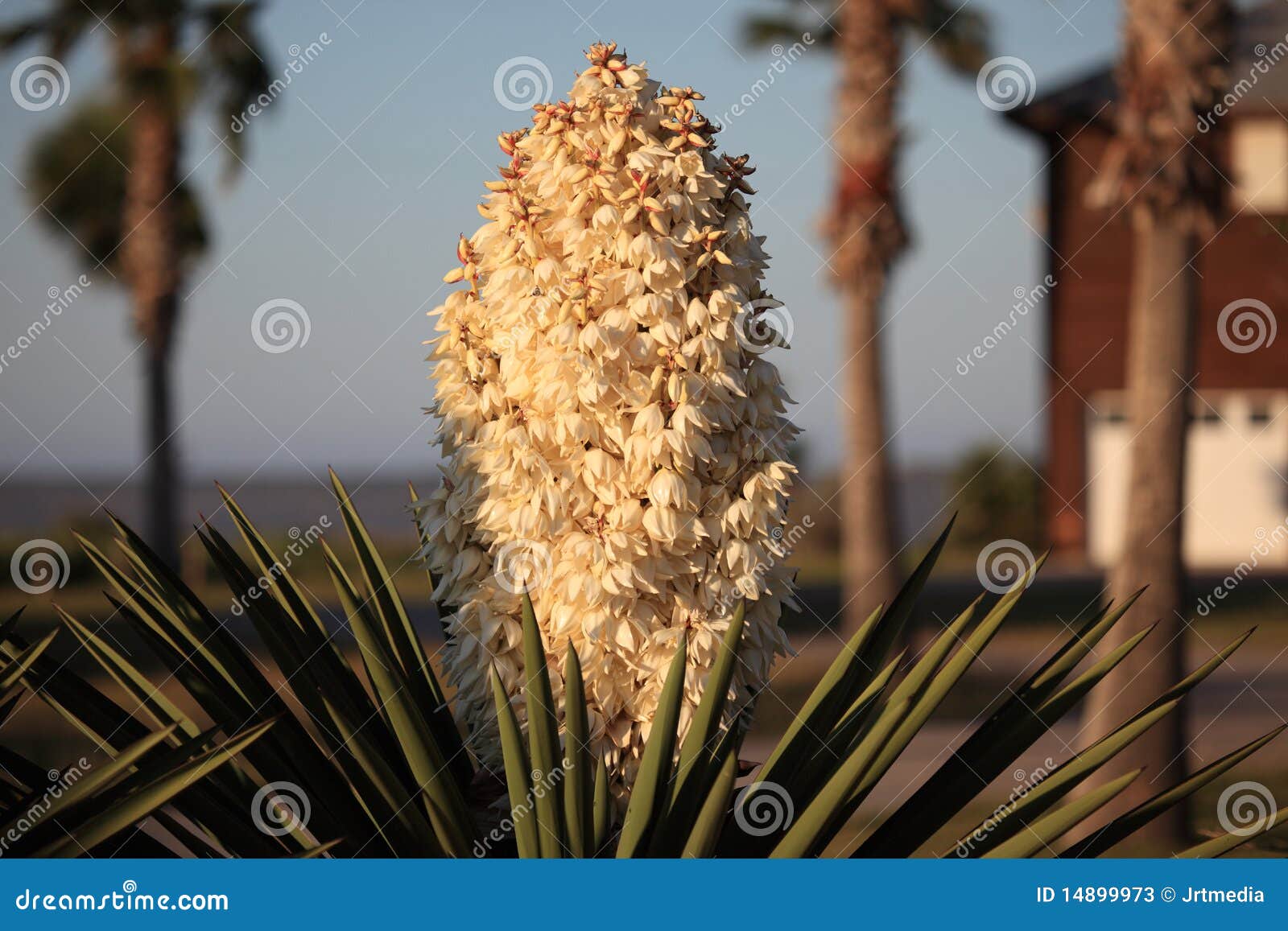 Yucca Flower stock image. Image of outdoors, nature, blooming - 14899973