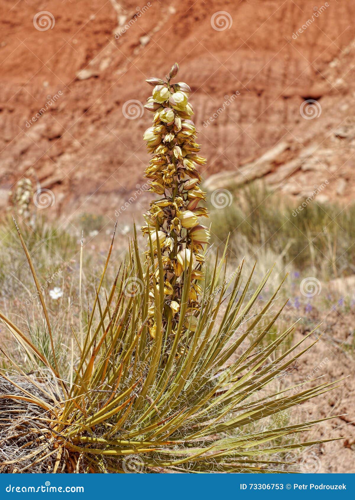 Yucca flower stock image. Image of nature, beauty, leaves - 73306753