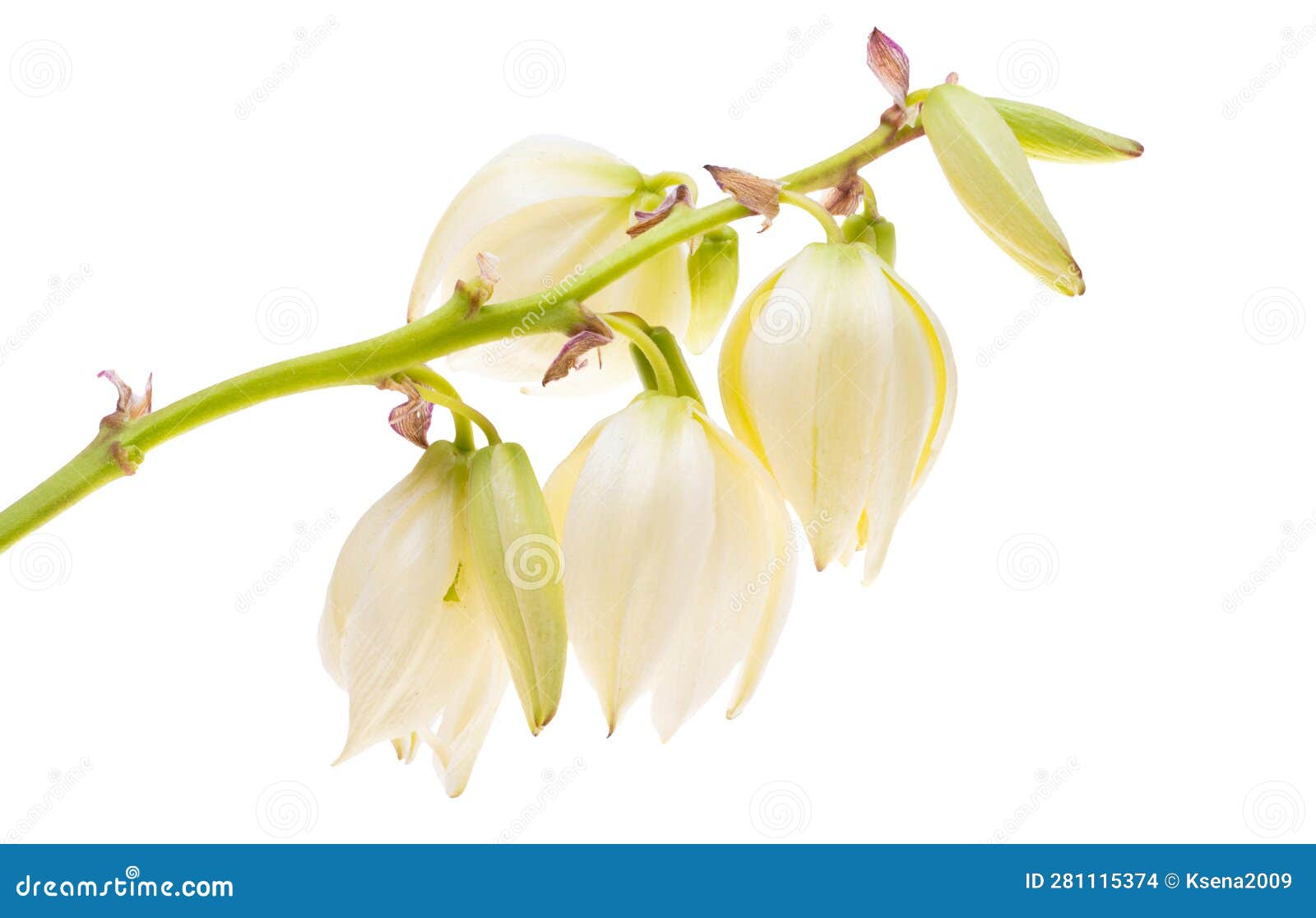 Yucca flower isolated stock photo. Image of flora, flower - 281115374