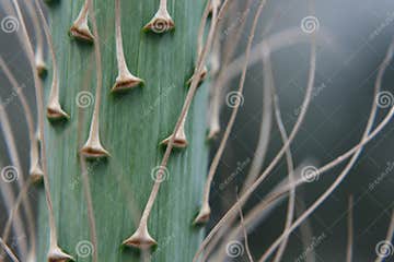 Yucca Flower Spike Stem stock photo. Image of flower, horticulture ...