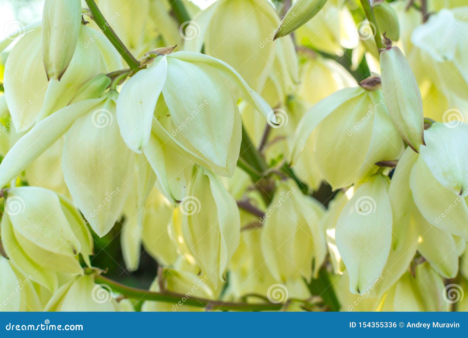 Yucca Flower stock photo. Image of blossom, green, pollen - 154355336