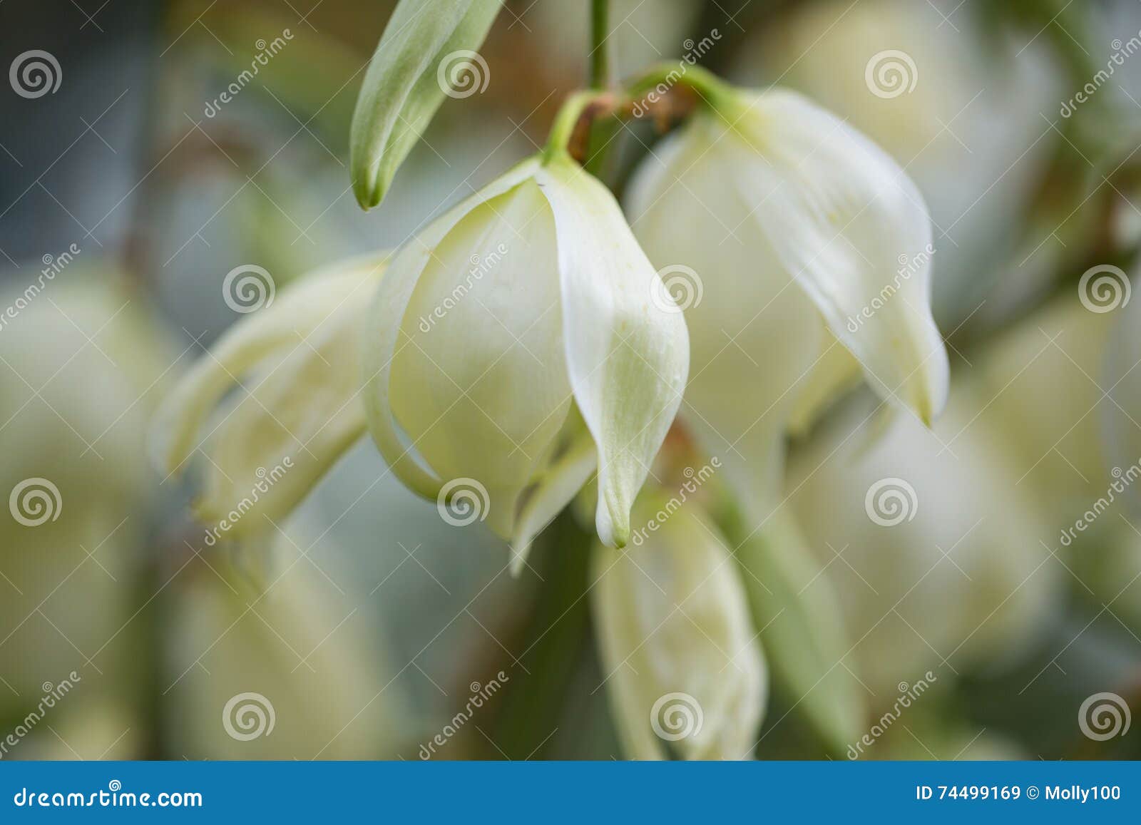 Yucca , flowers, close up stock image. Image of natural - 74499169