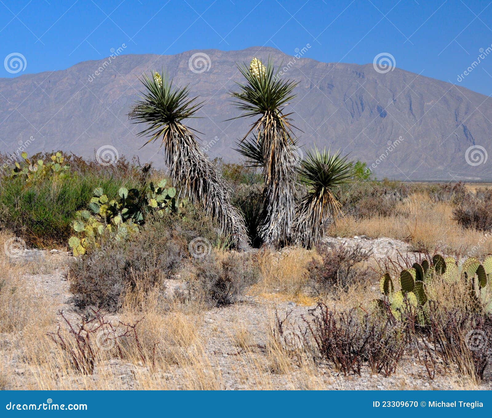 Yucca Flowers in the Desert Landscape Stock Photo - Image of cacti ...