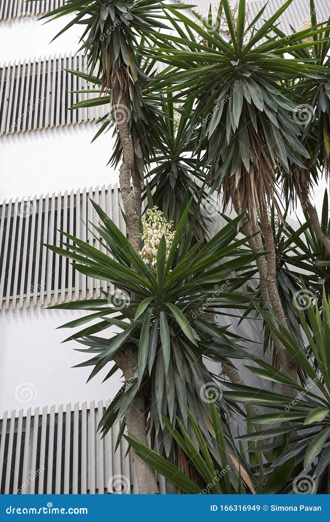 Yucca gigantea in bloom stock image. Image of outdoor - 166316949