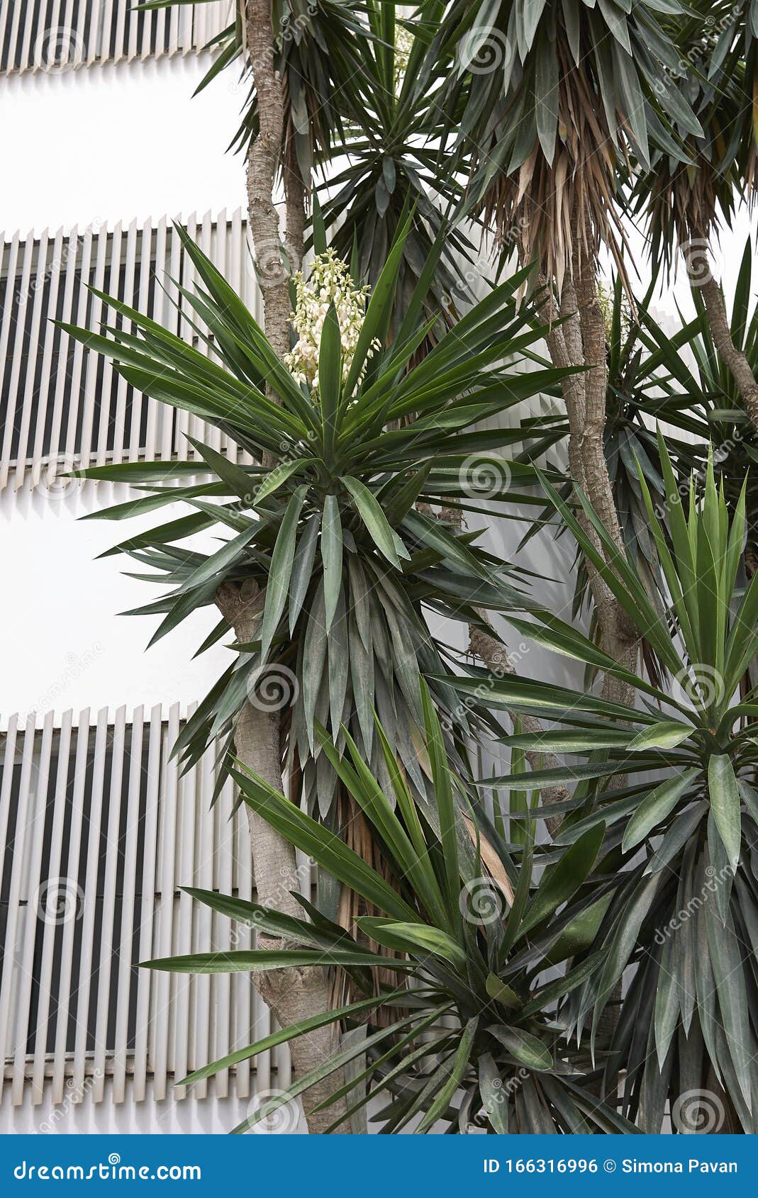 Yucca gigantea in bloom stock photo. Image of botanical - 166316996