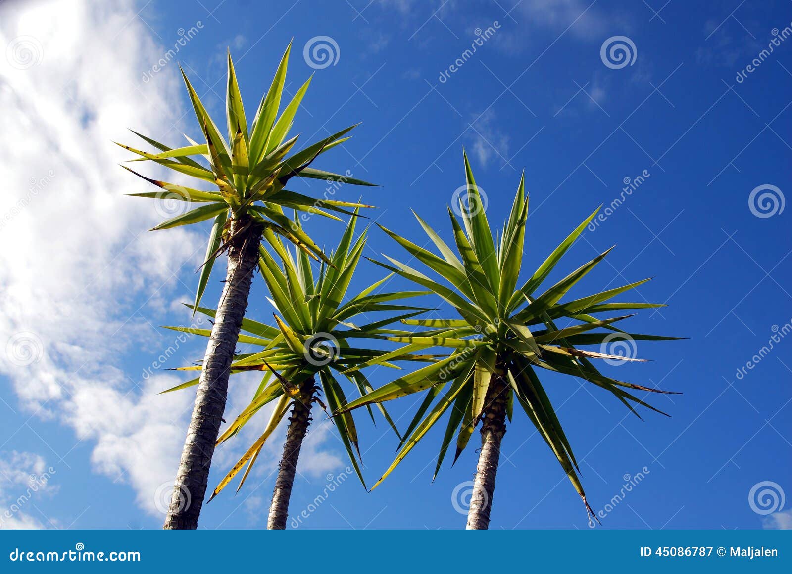 Yucca gigantea stock image. Image of plant, spineless - 45086787