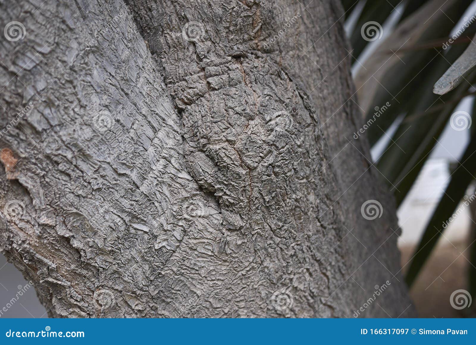 Yucca Gigantea Trunk Close Up Stock Image - Image of branch, foliage ...