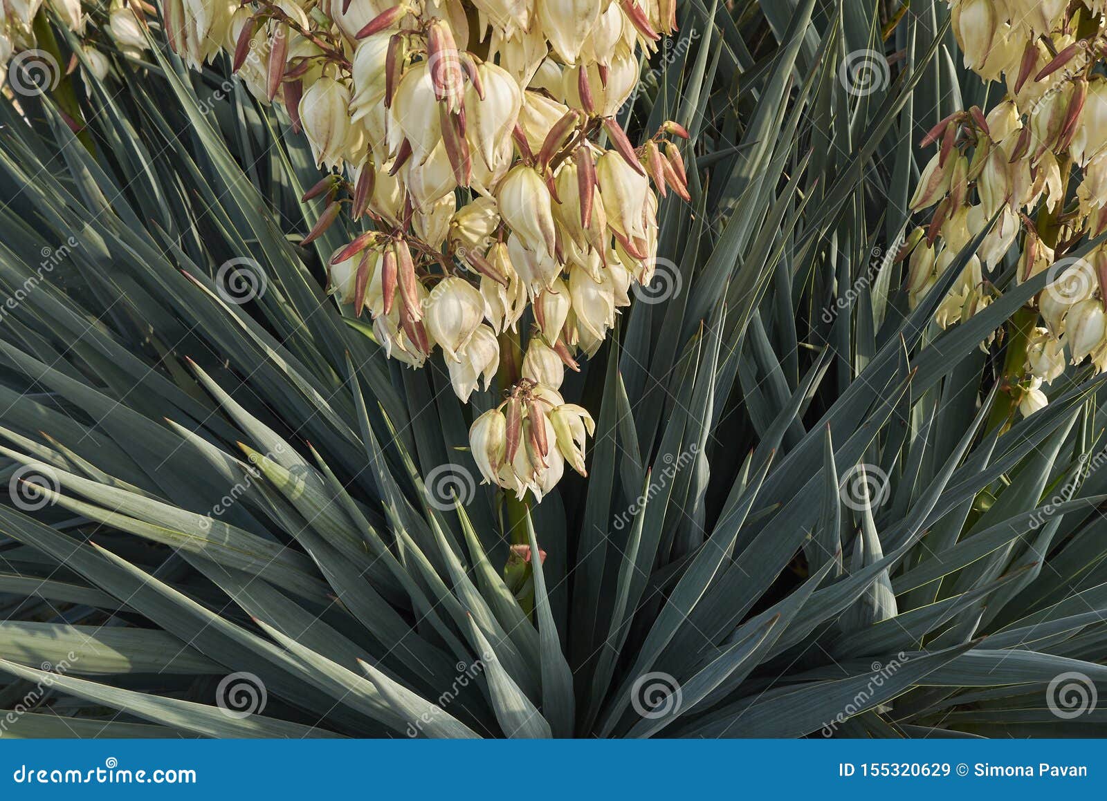 Yucca gloriosa in bloom stock image. Image of lily, ibiza - 155320629