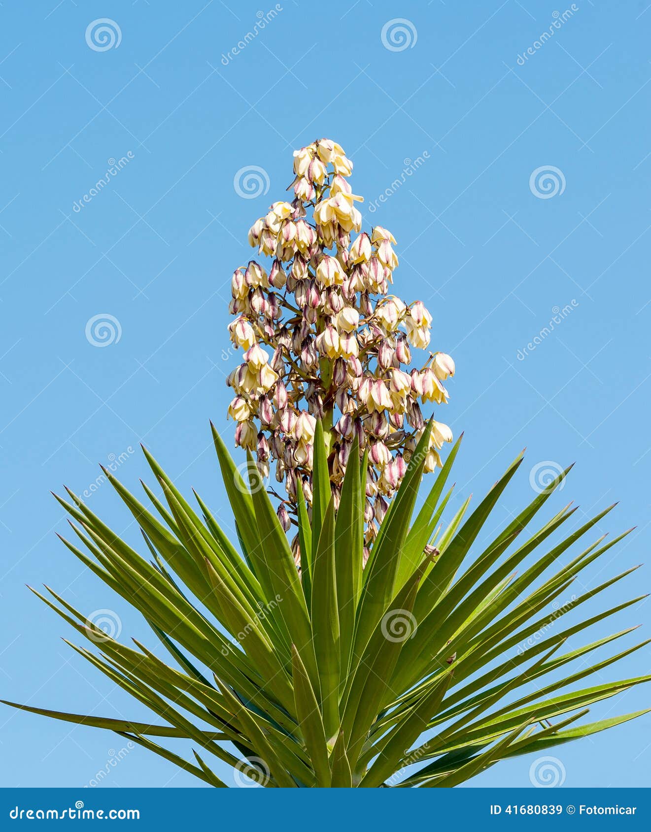 Yucca Gloriosa stock image. Image of yucca, flowers, inflorescence ...