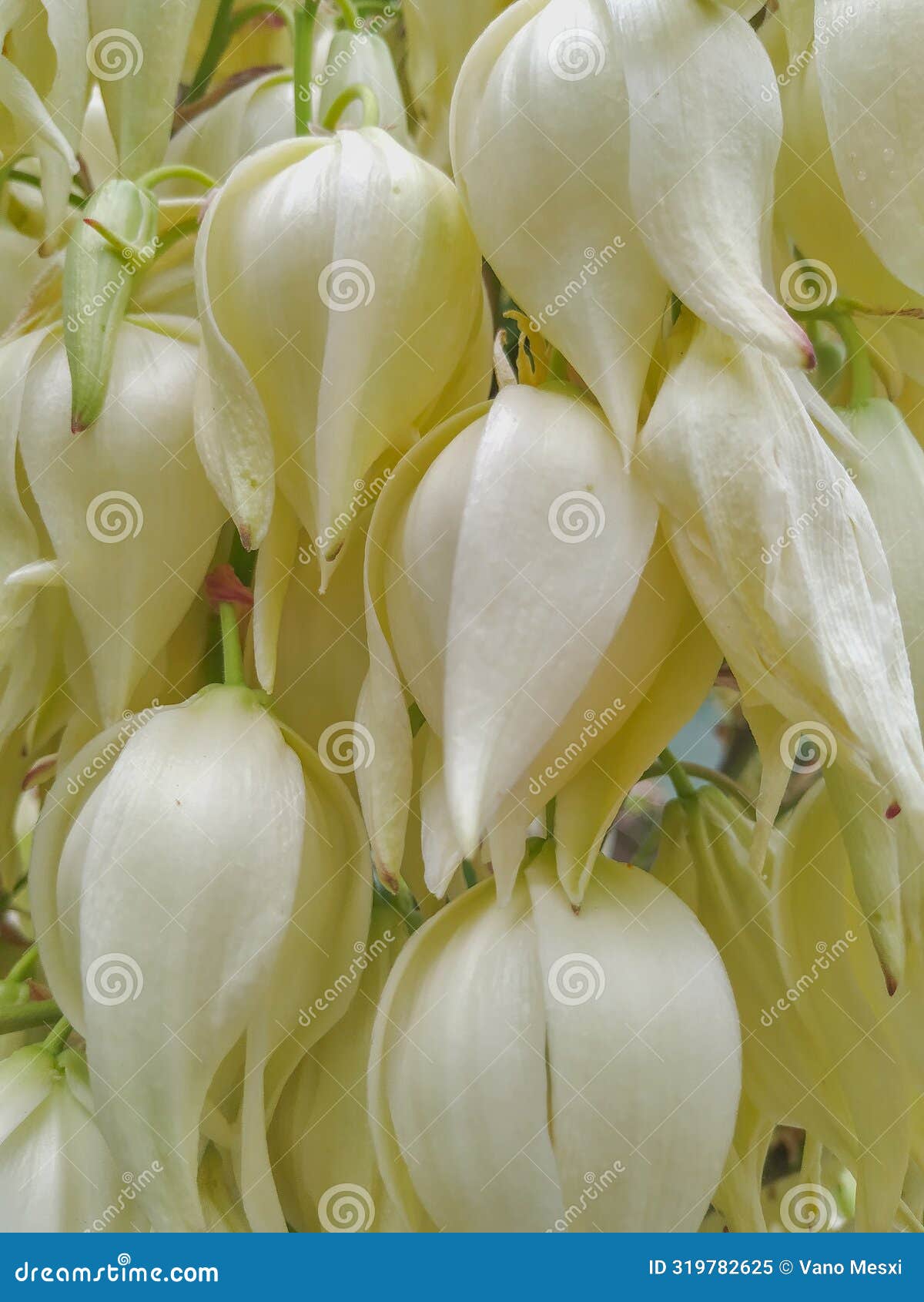 Yucca Gloriousa: Medicinal Plant Prime Evergreen Plant Stock Image ...