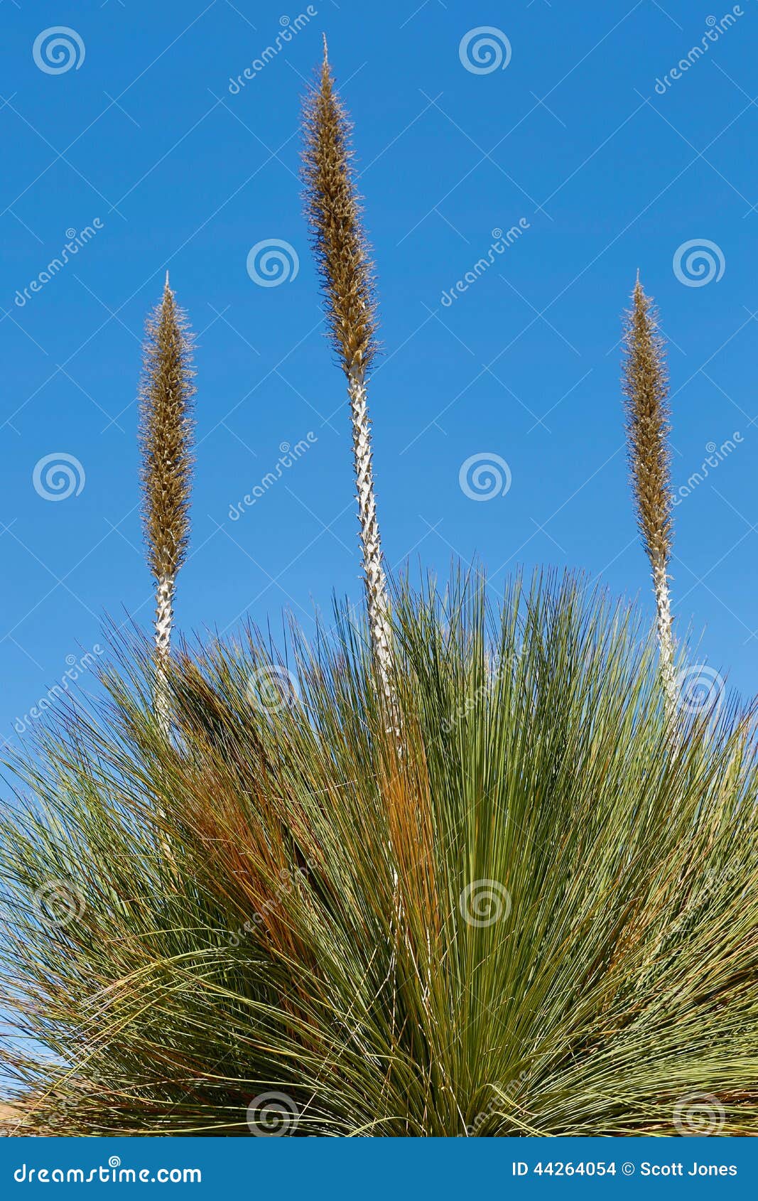 Yucca Grass stock photo. Image of grass, vegetation, succulent - 44264054