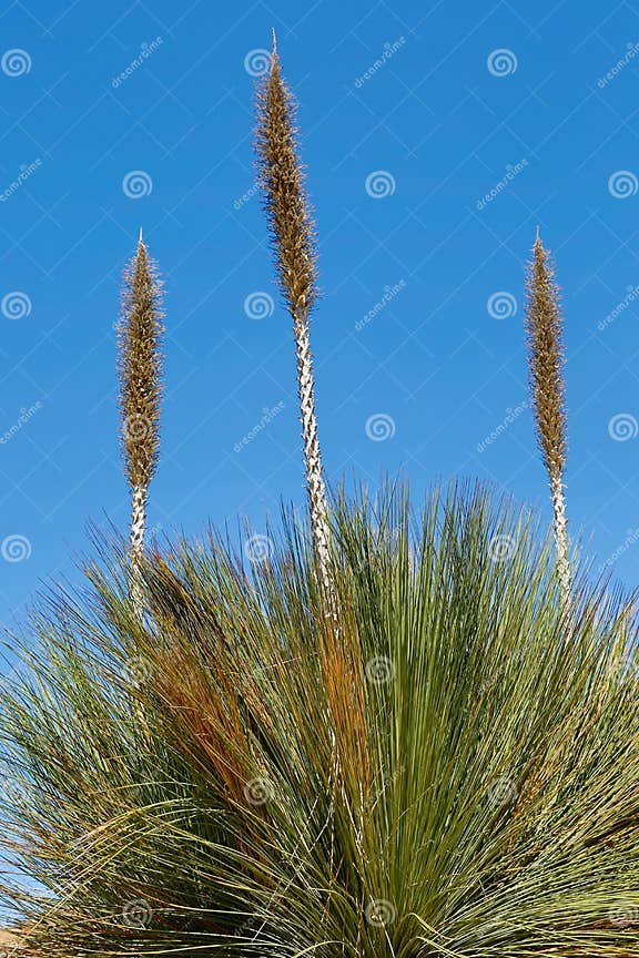 Yucca Grass stock photo. Image of grass, vegetation, succulent - 44264054