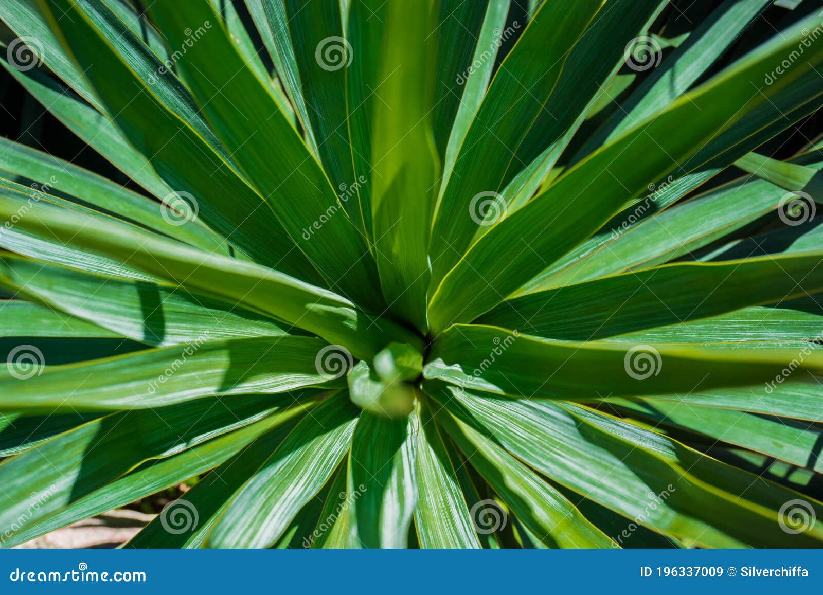 Yucca Green Leaves with Sharp and Prickly Tips Under a Bright Summer ...