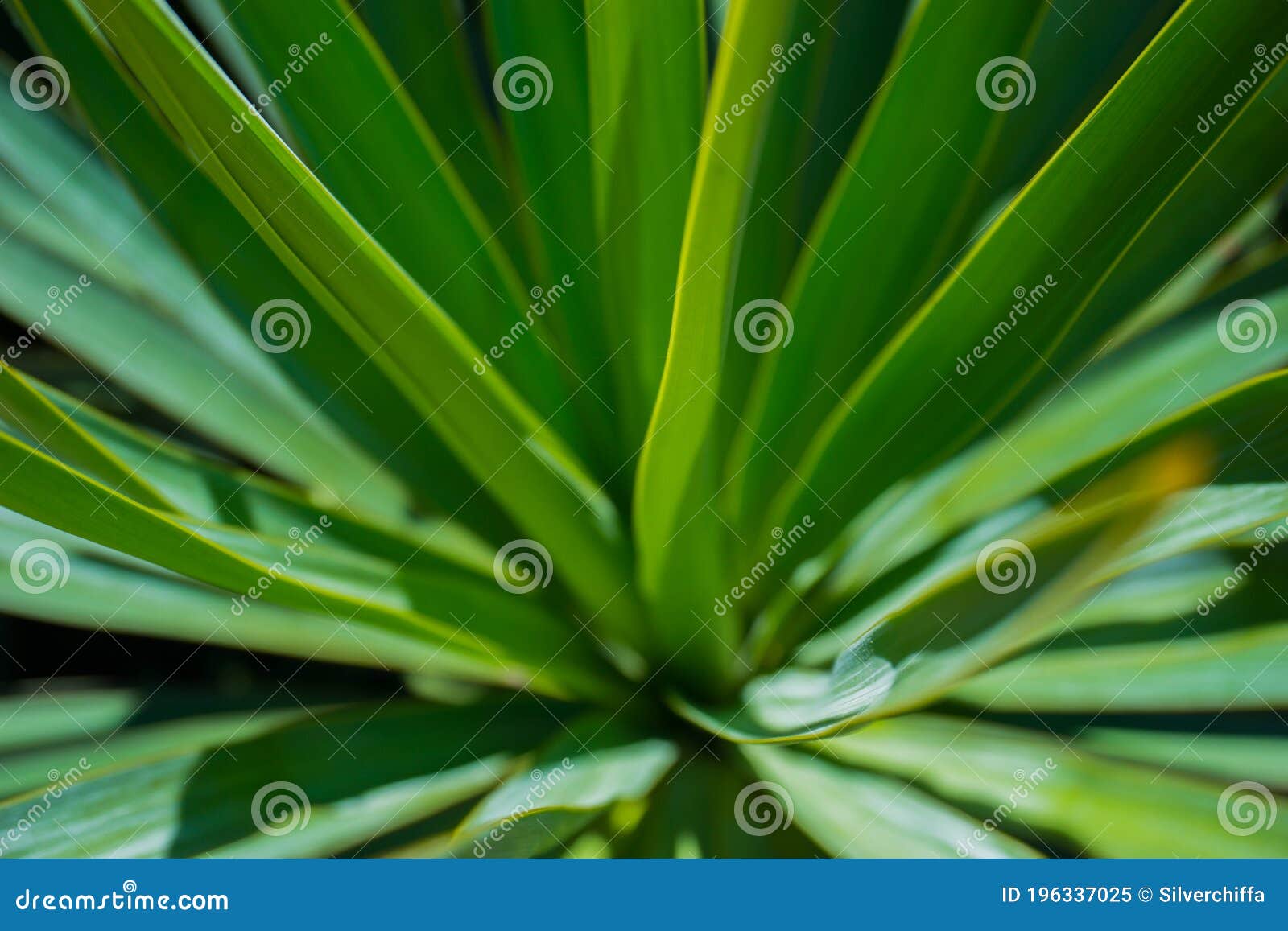 Yucca Green Leaves with Sharp and Prickly Tips Under a Bright Summer ...