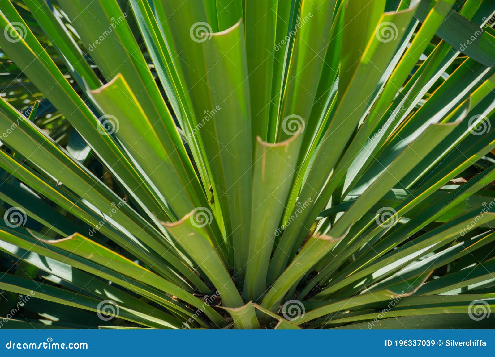 Yucca Green Leaves with Sharp and Prickly Tips Under a Bright Summer ...